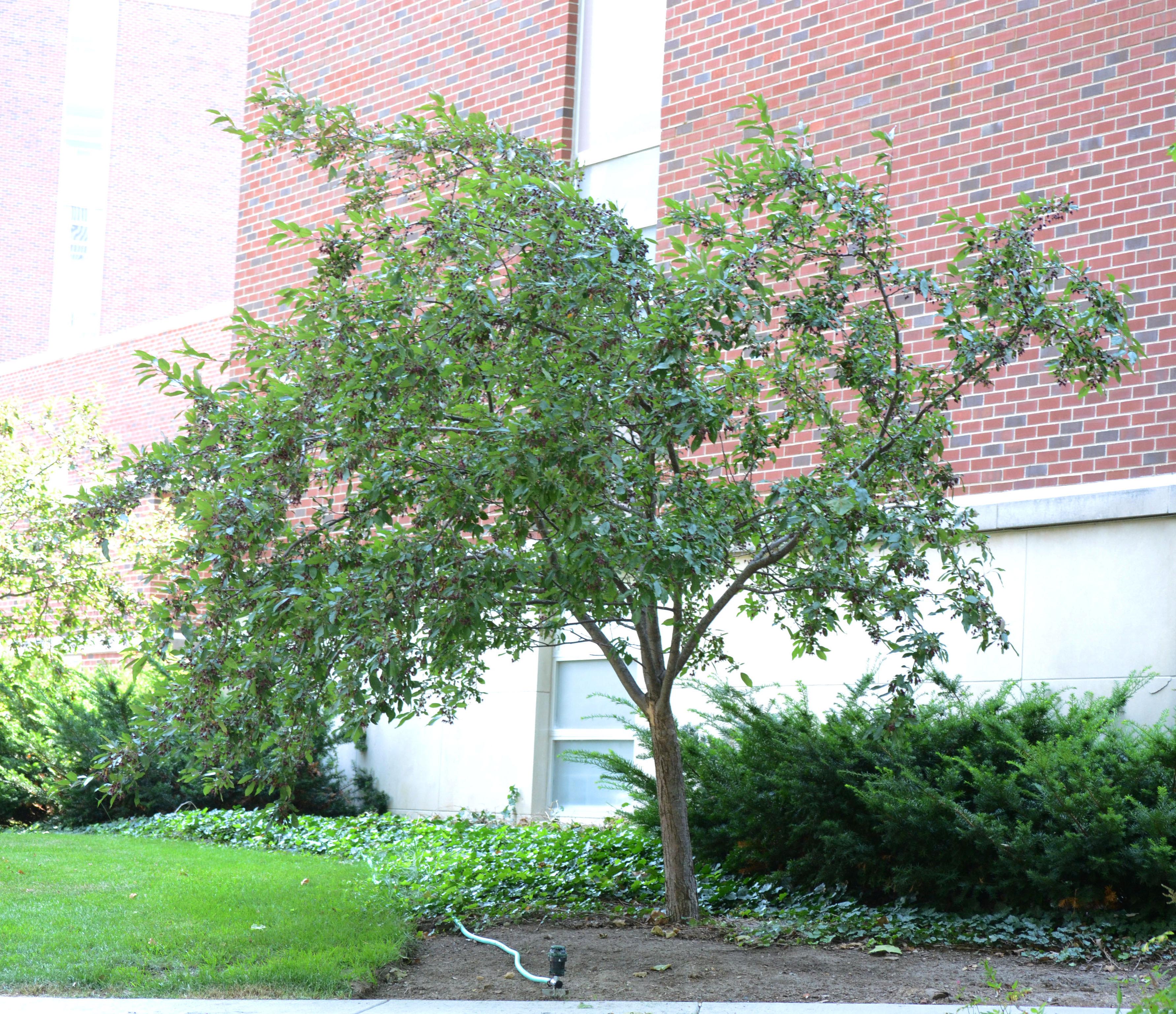 Malus × ‘Purple Prince’ – Purdue Arboretum Explorer