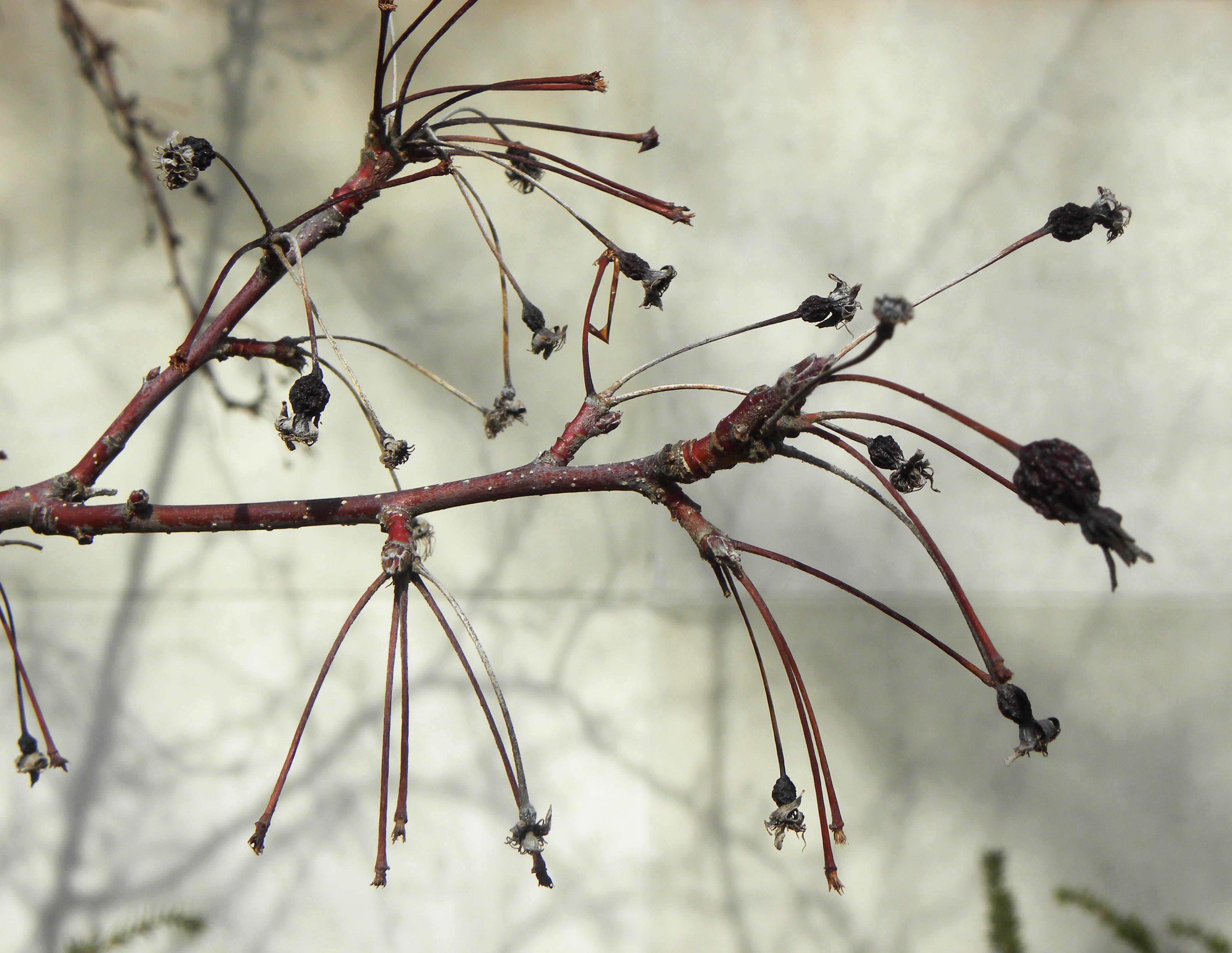 Malus × ‘Purple Prince’ – Purdue Arboretum Explorer