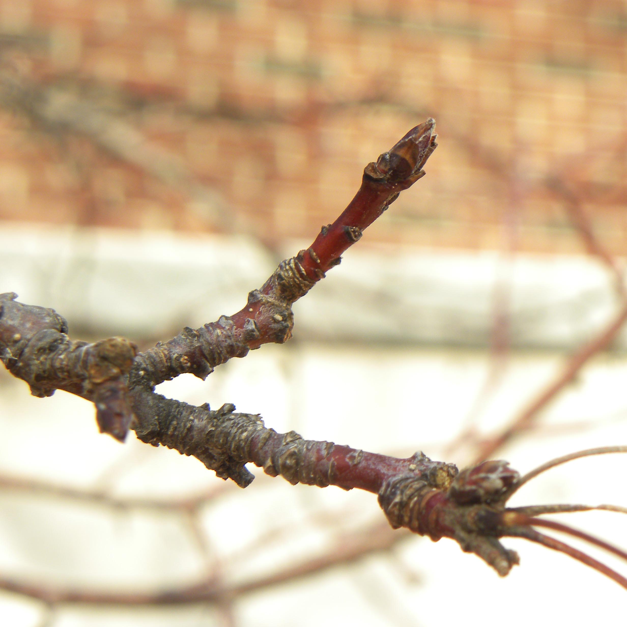 Malus × ‘Purple Prince’ – Purdue Arboretum Explorer