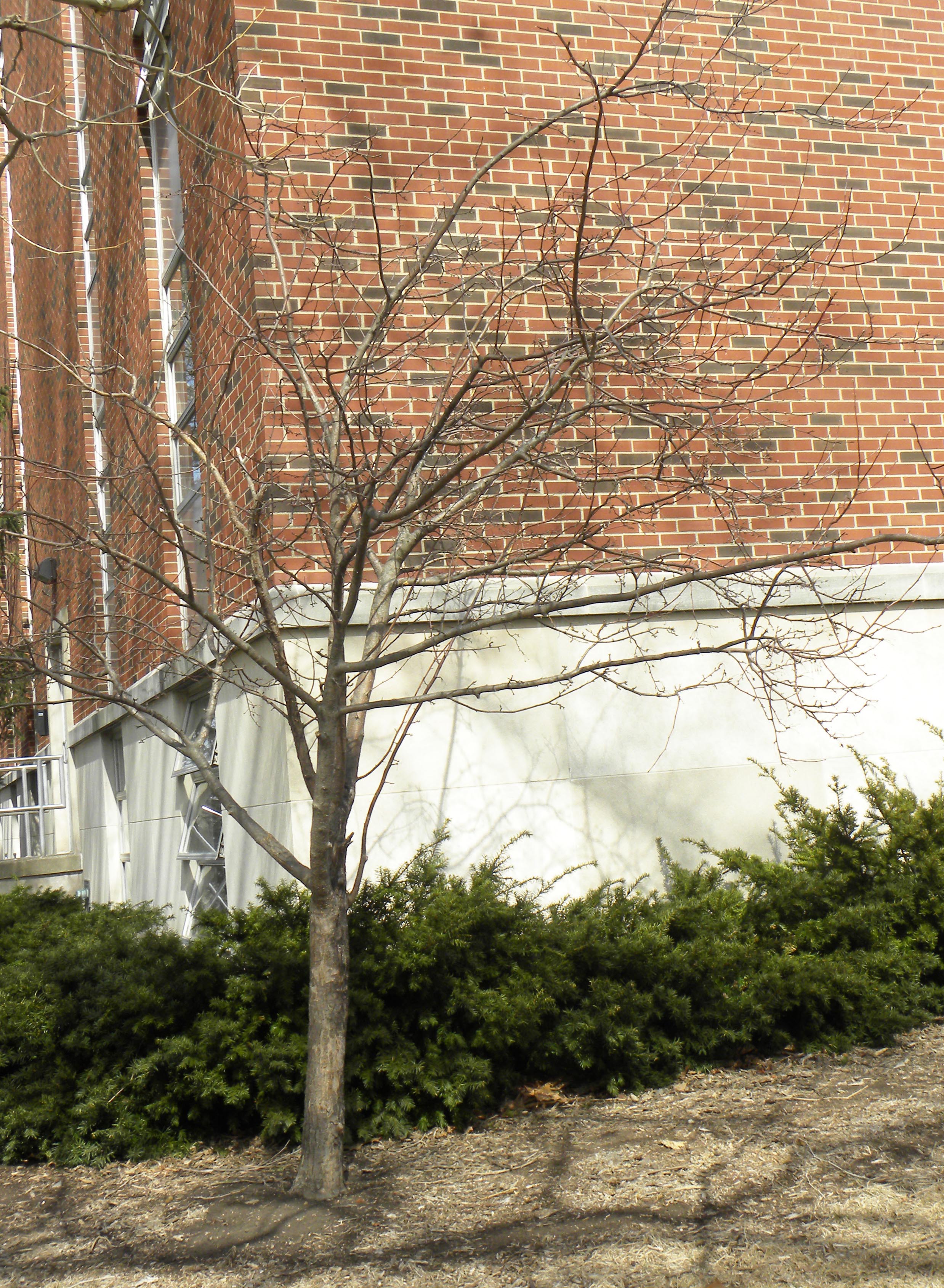Malus × ‘Purple Prince’ – Purdue Arboretum Explorer