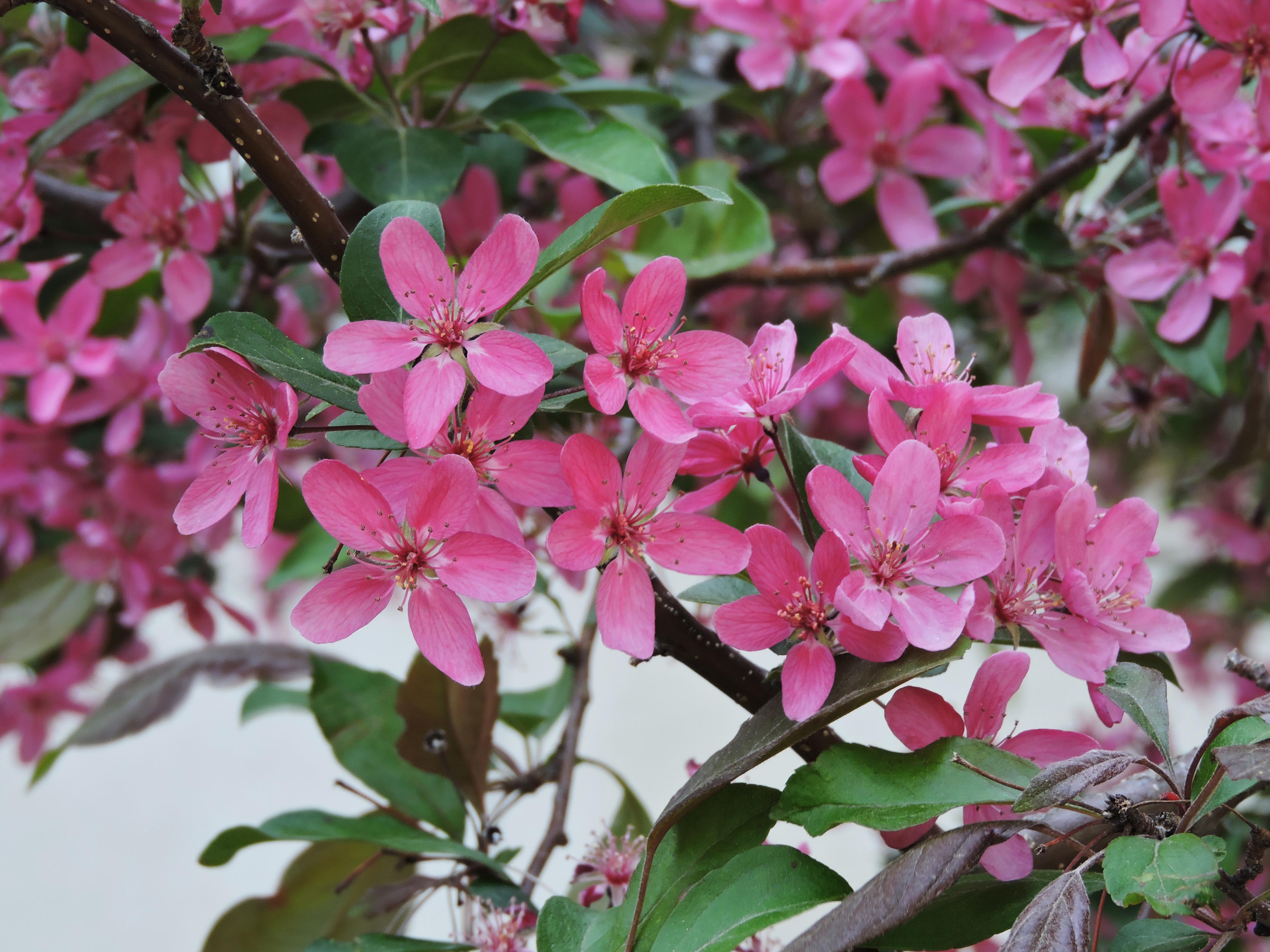 Malus × ‘Purple Prince’ – Purdue Arboretum Explorer