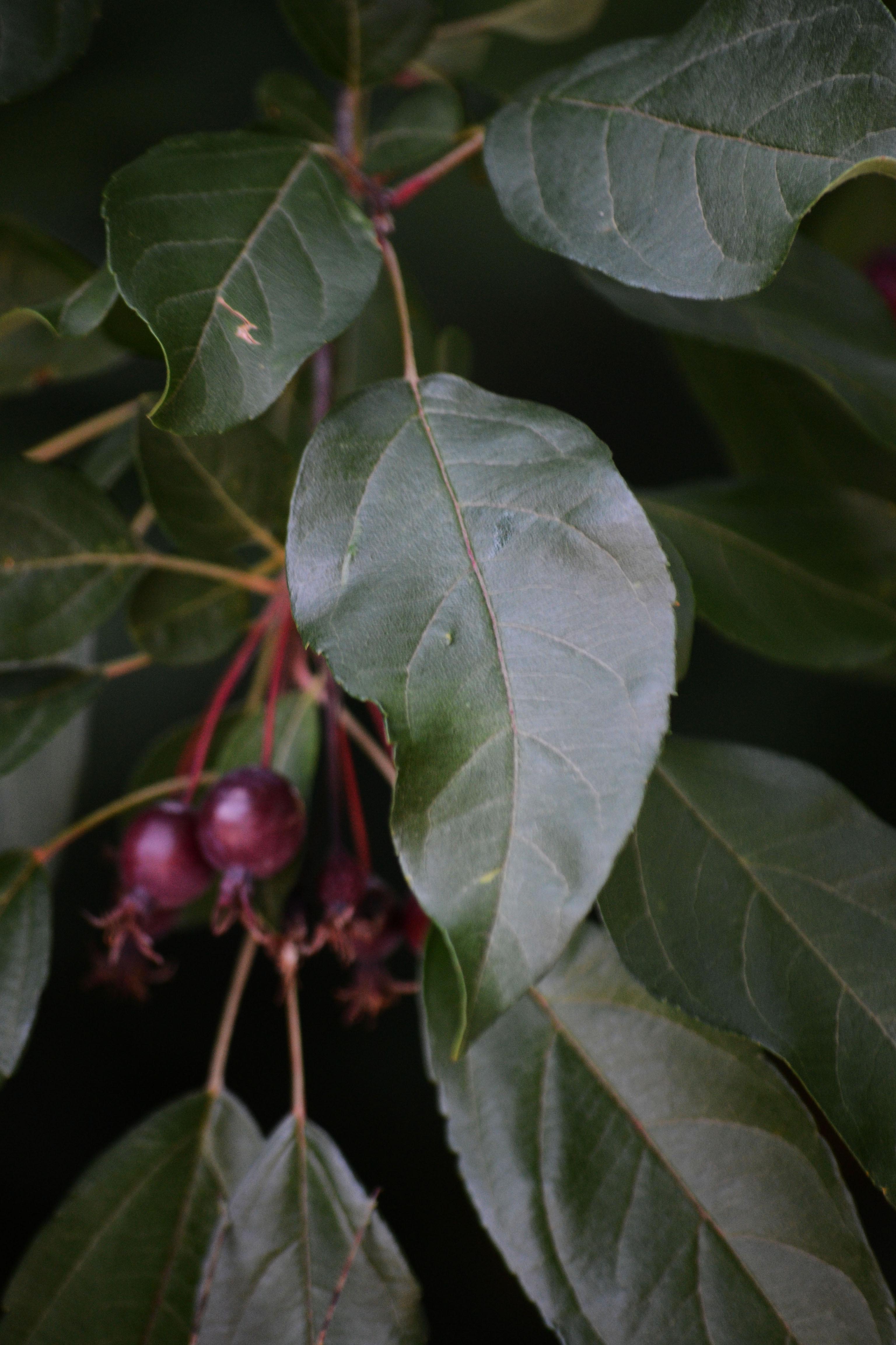 Malus × ‘Purple Prince’ – Purdue Arboretum Explorer