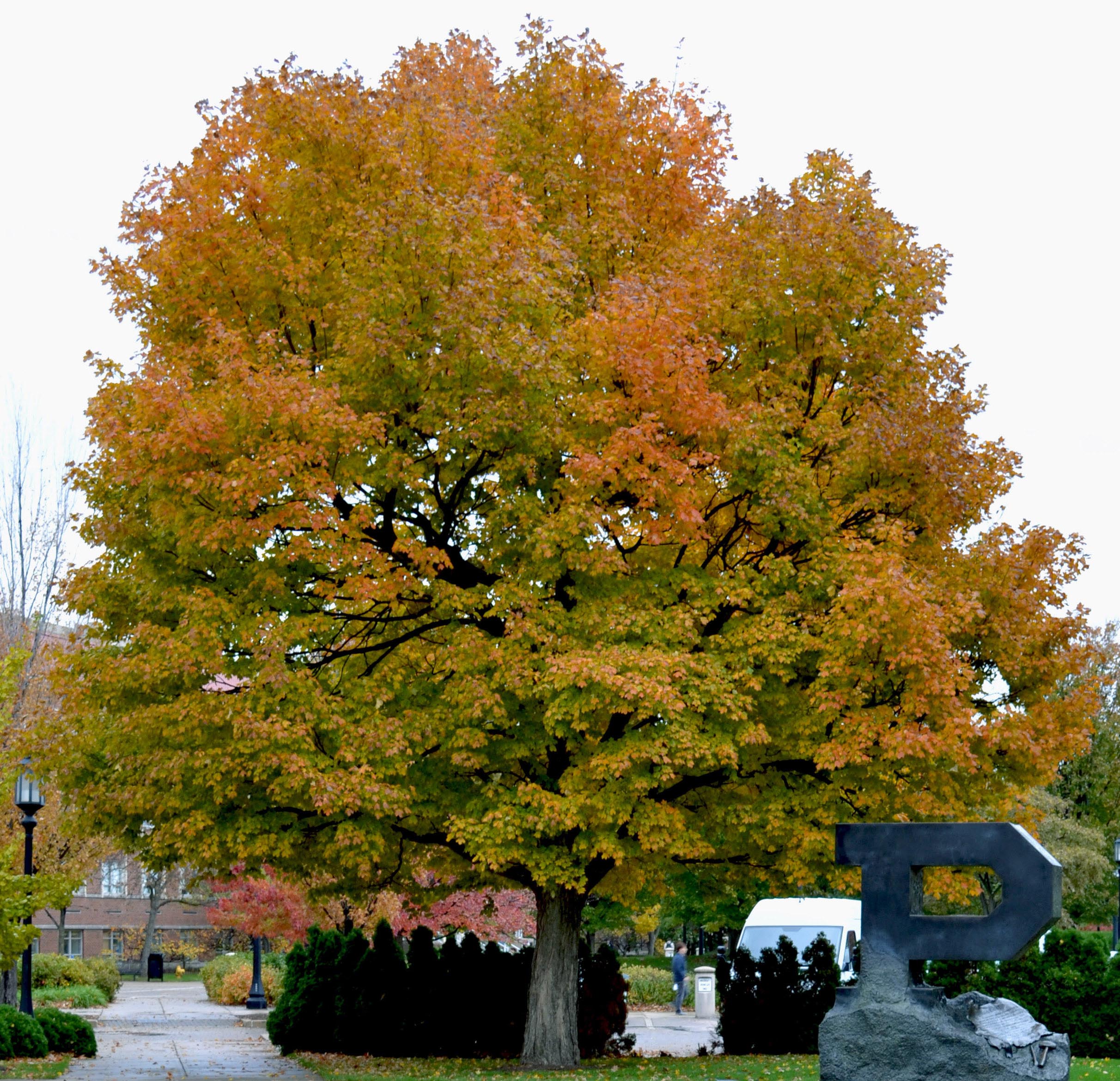 Acer saccharum – Purdue Arboretum Explorer