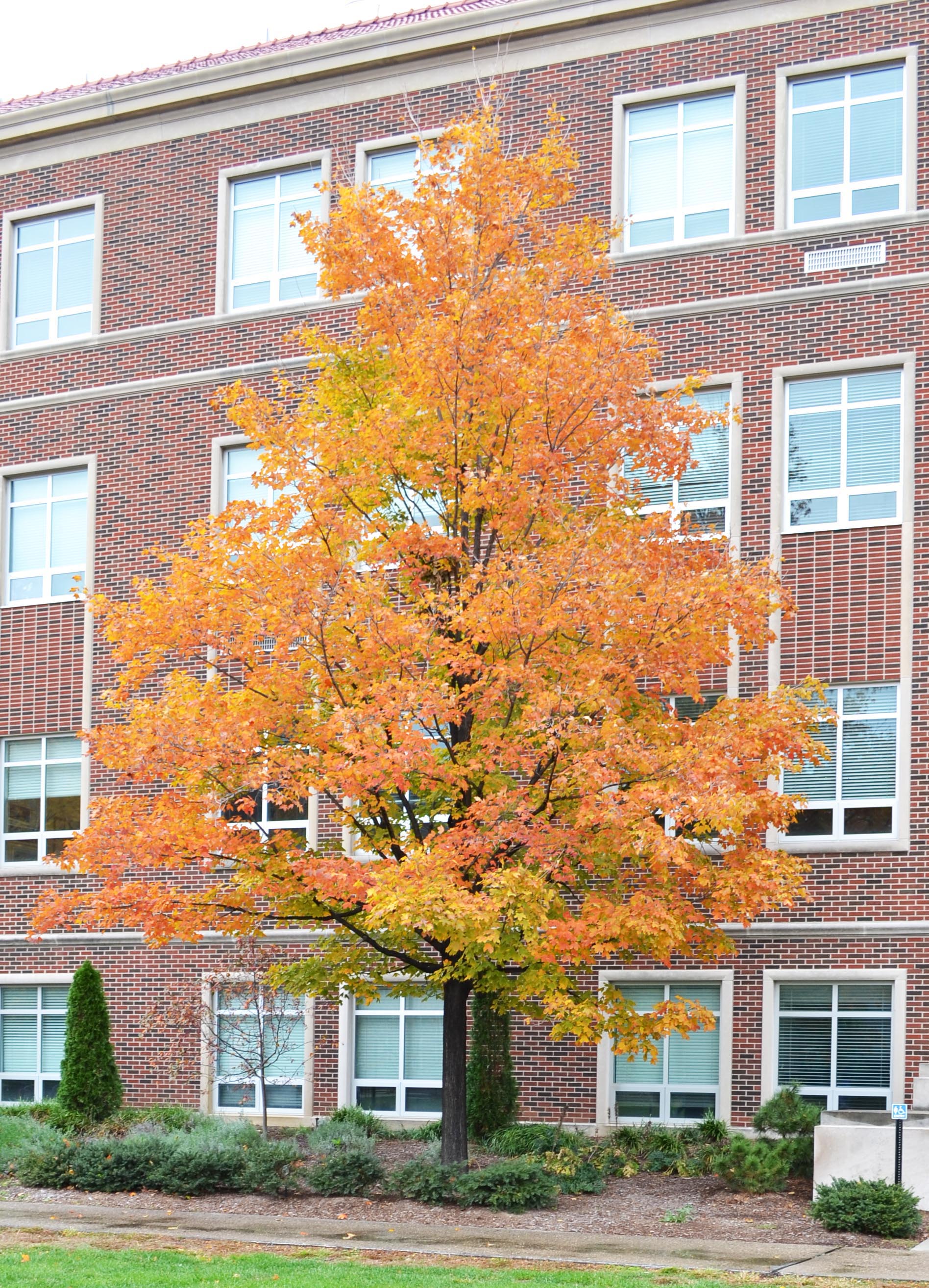 Acer saccharum – Purdue Arboretum Explorer