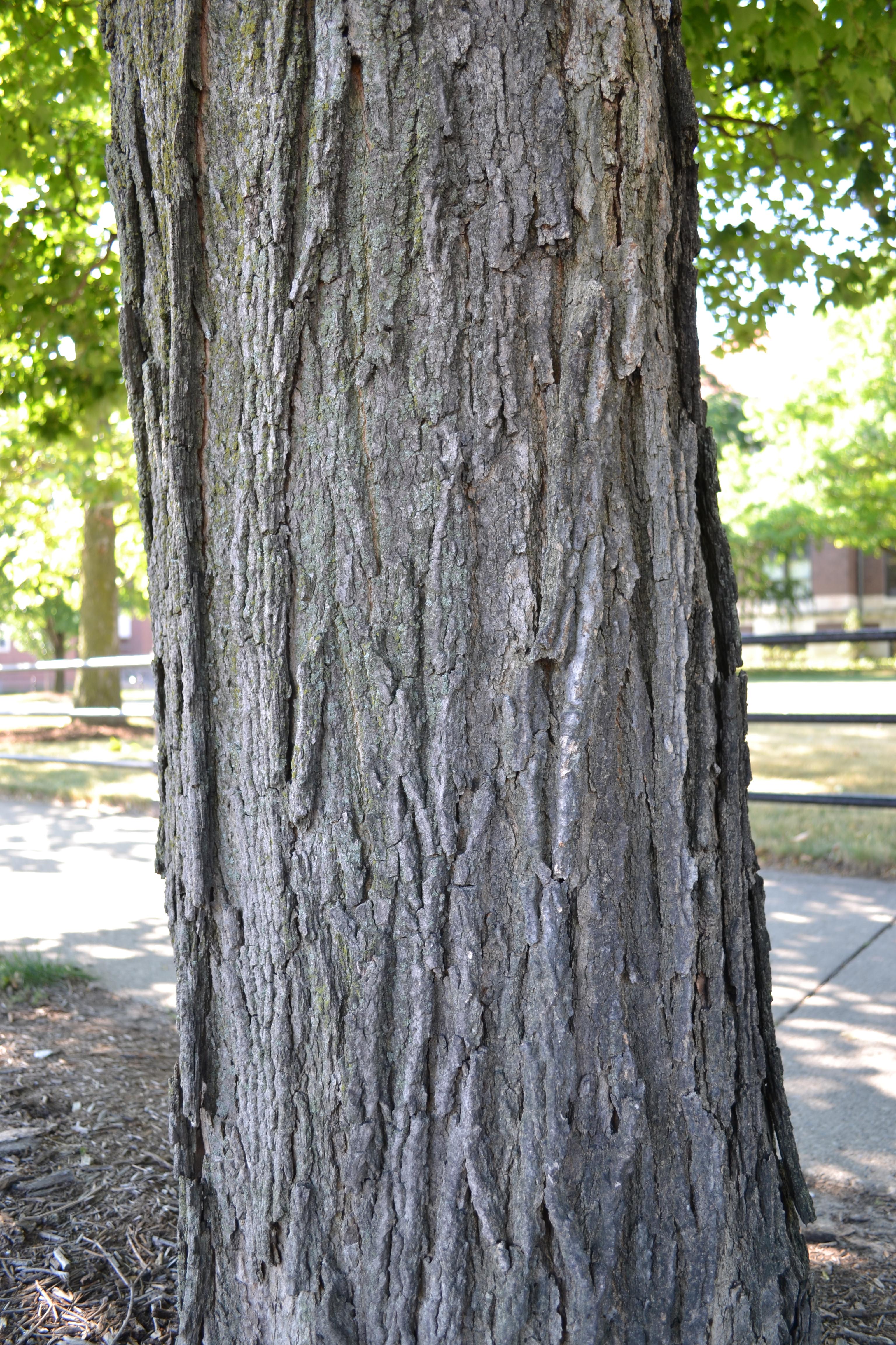 Acer saccharum – Purdue Arboretum Explorer