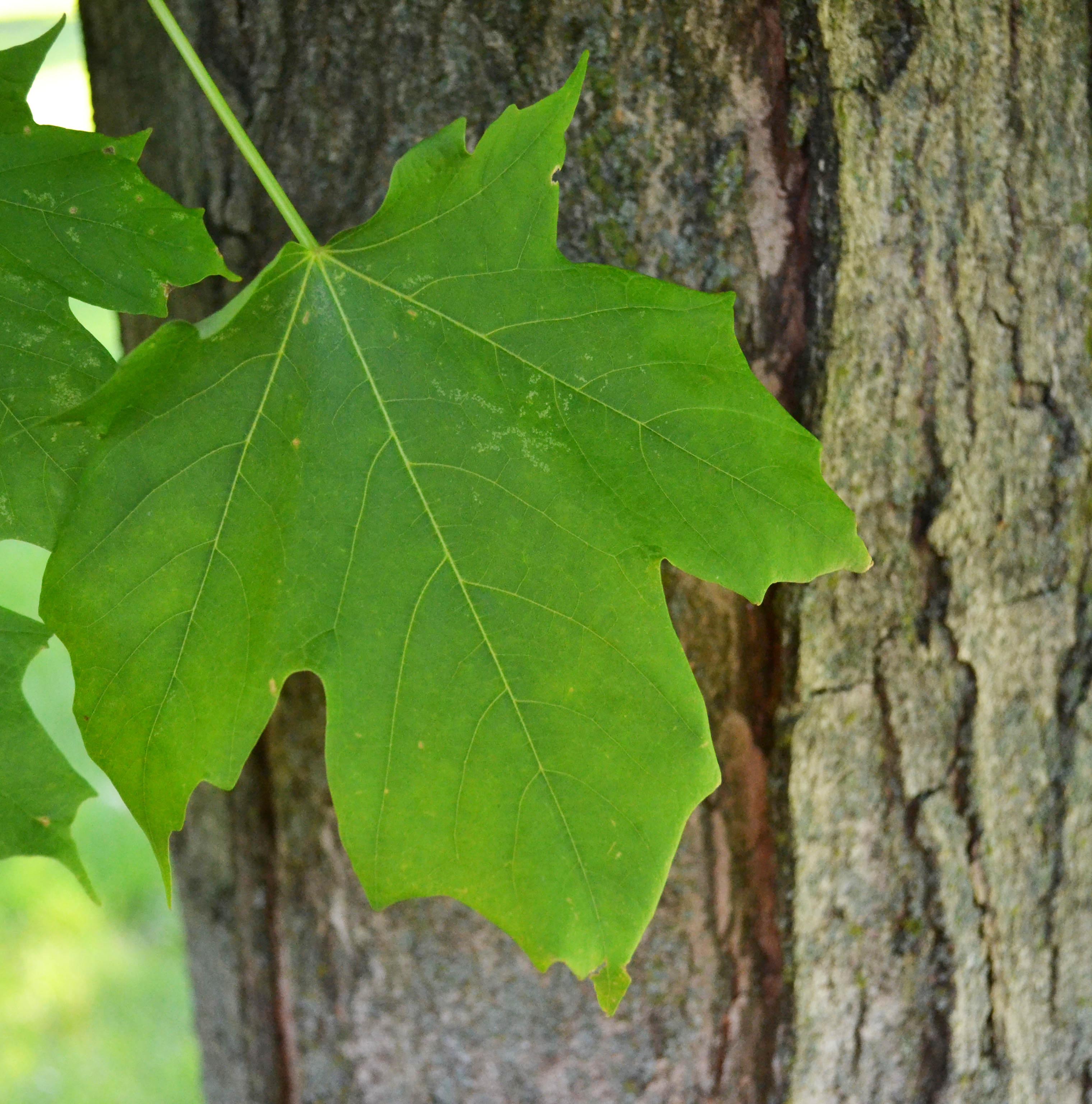 Acer saccharum – Purdue Arboretum Explorer