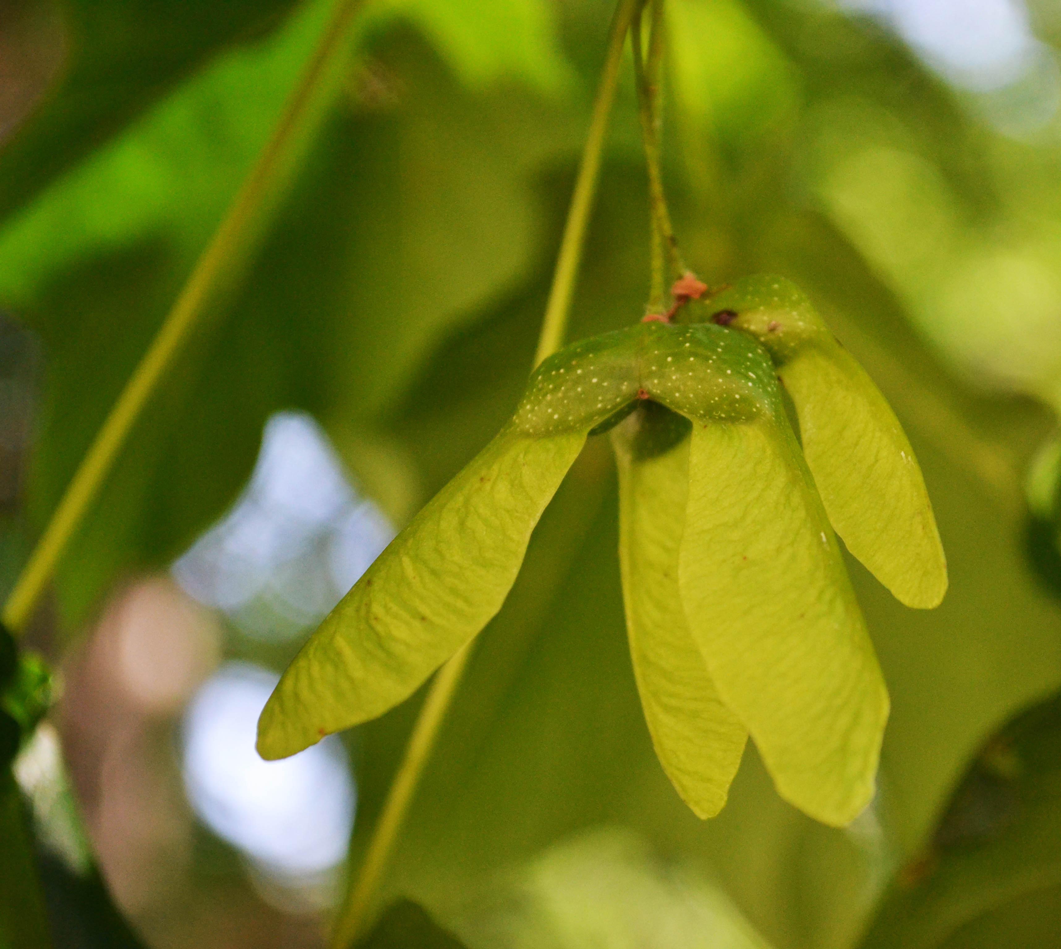 Acer saccharum – Purdue Arboretum Explorer