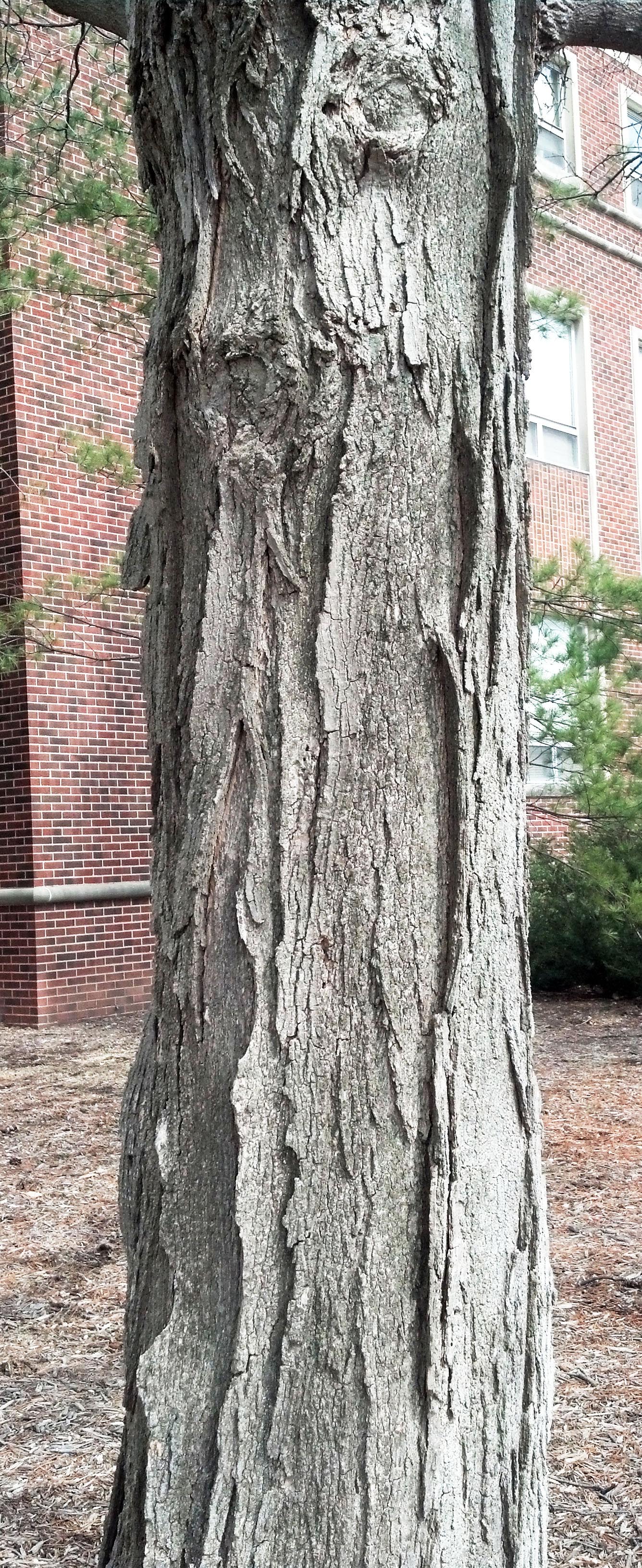 Acer saccharum – Purdue Arboretum Explorer