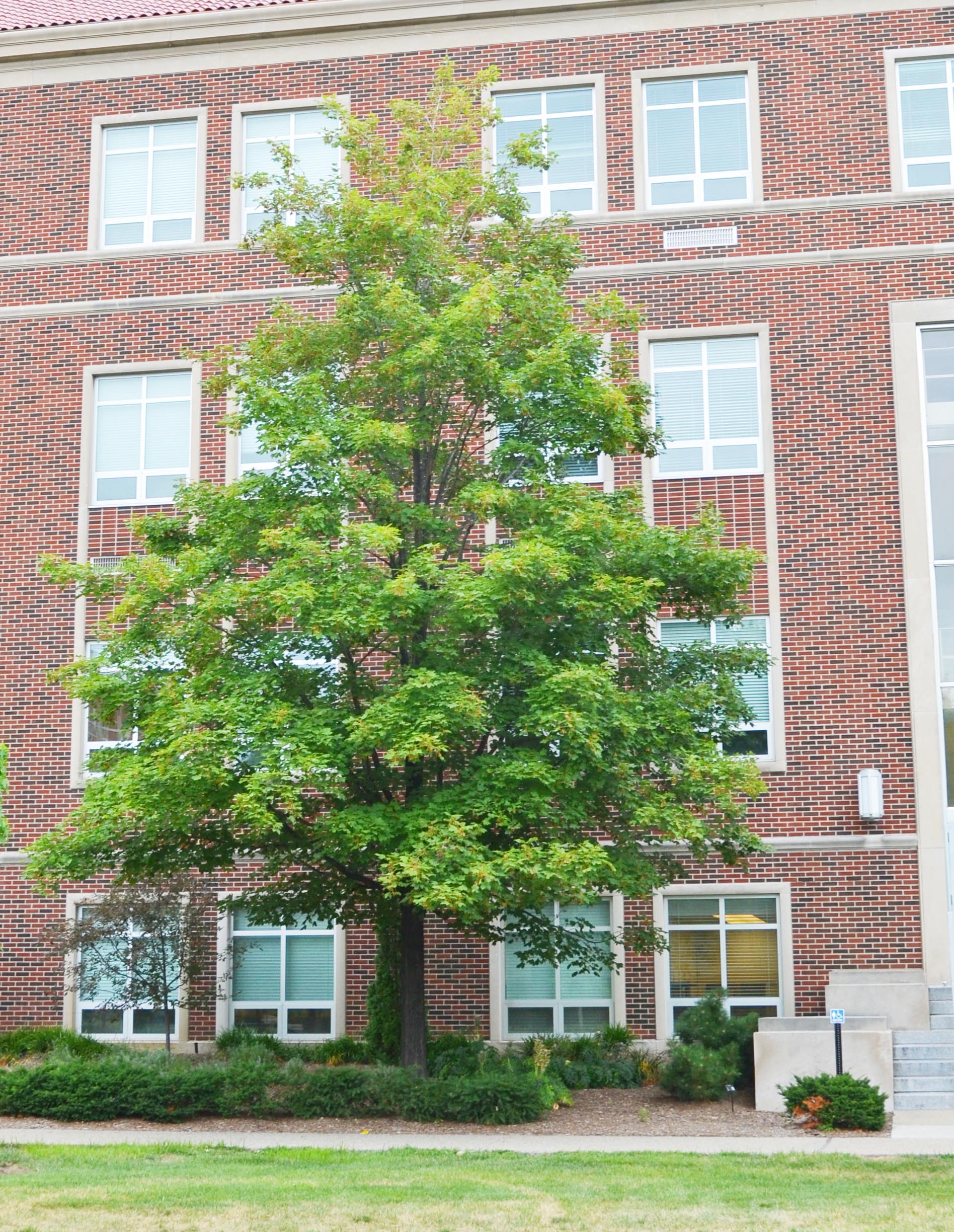 Acer saccharum – Purdue Arboretum Explorer
