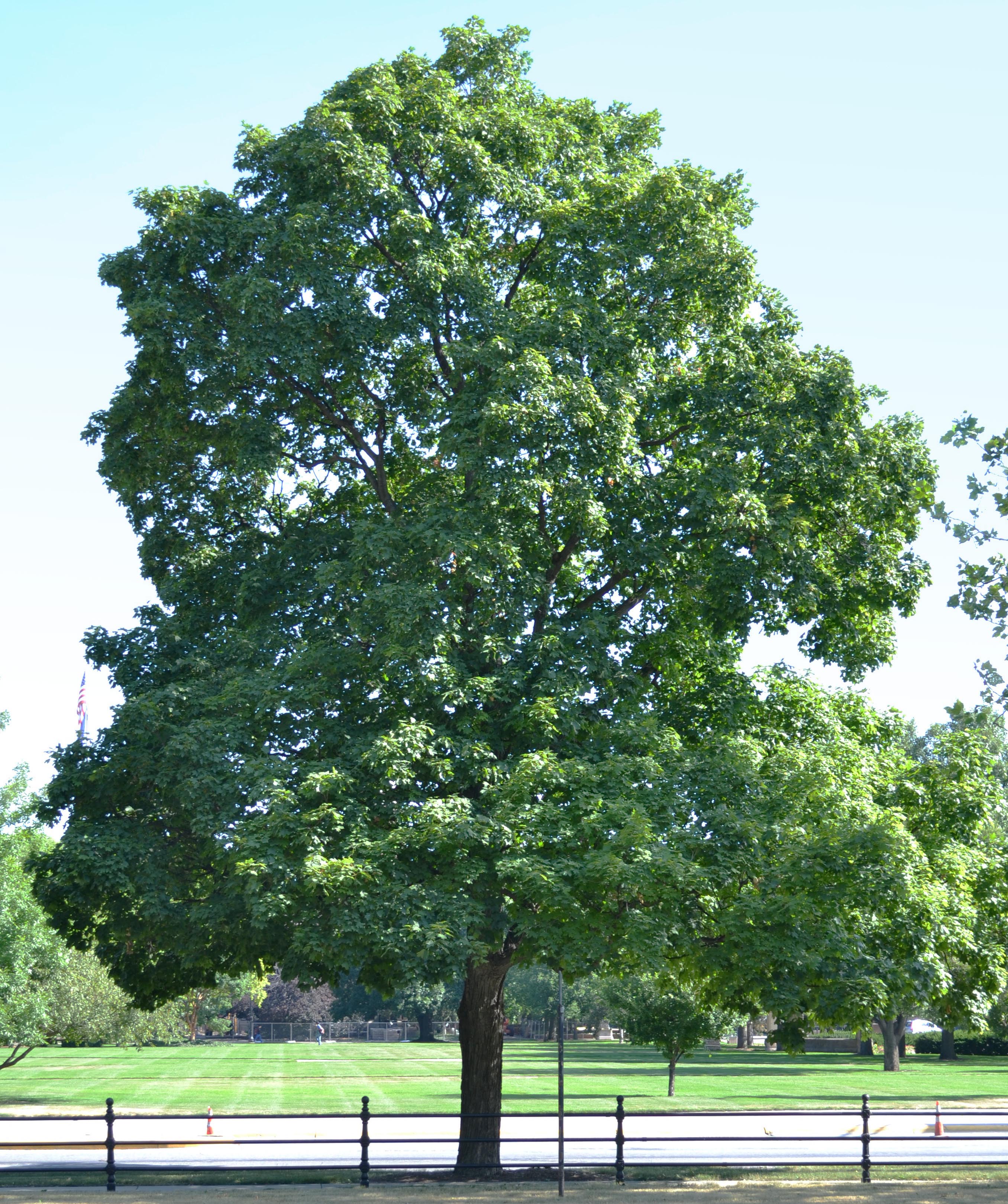 Acer saccharum – Purdue Arboretum Explorer