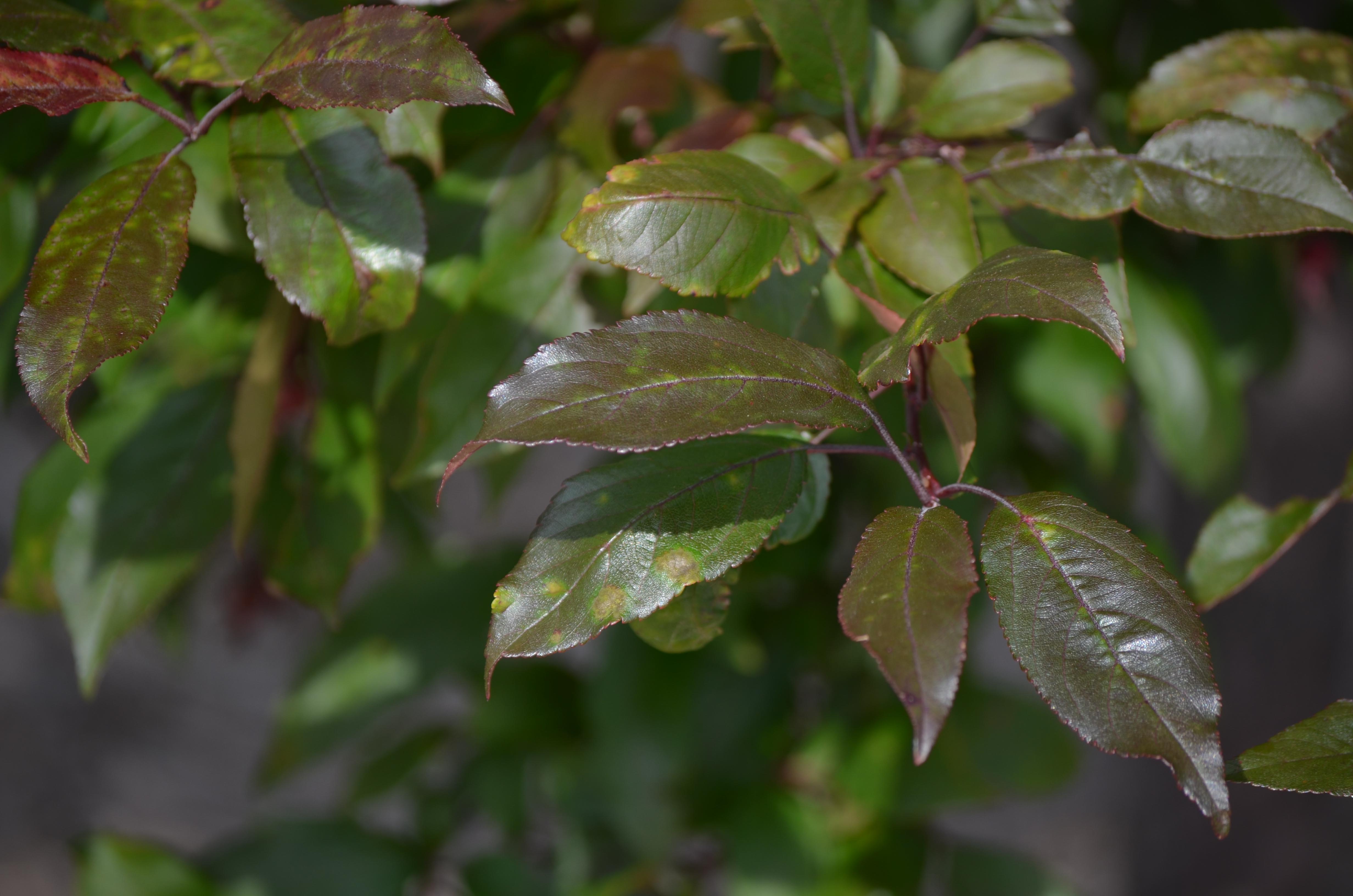 Malus × ‘Radiant’ – Purdue Arboretum Explorer