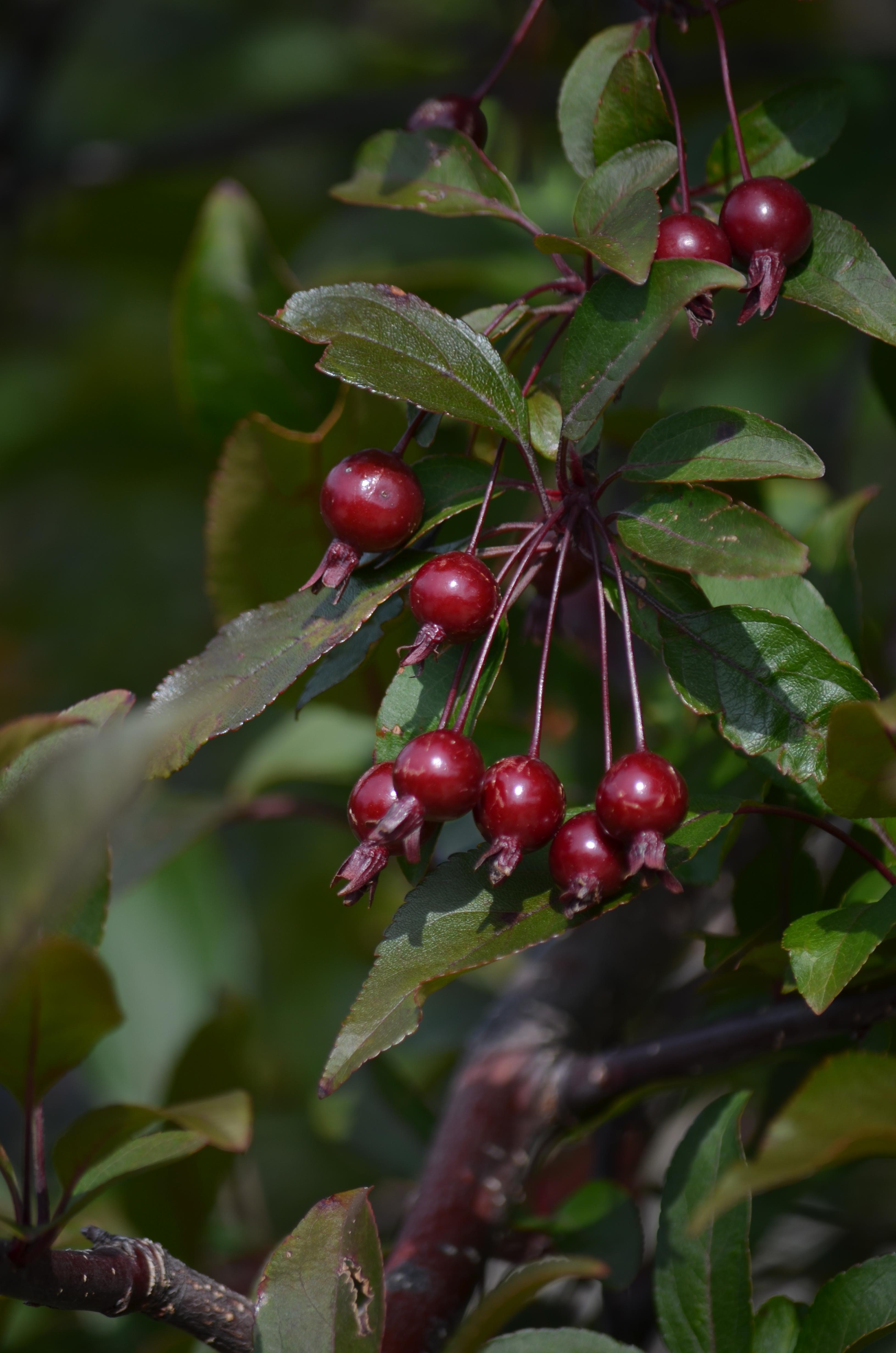 Malus × ‘Radiant’ – Purdue Arboretum Explorer