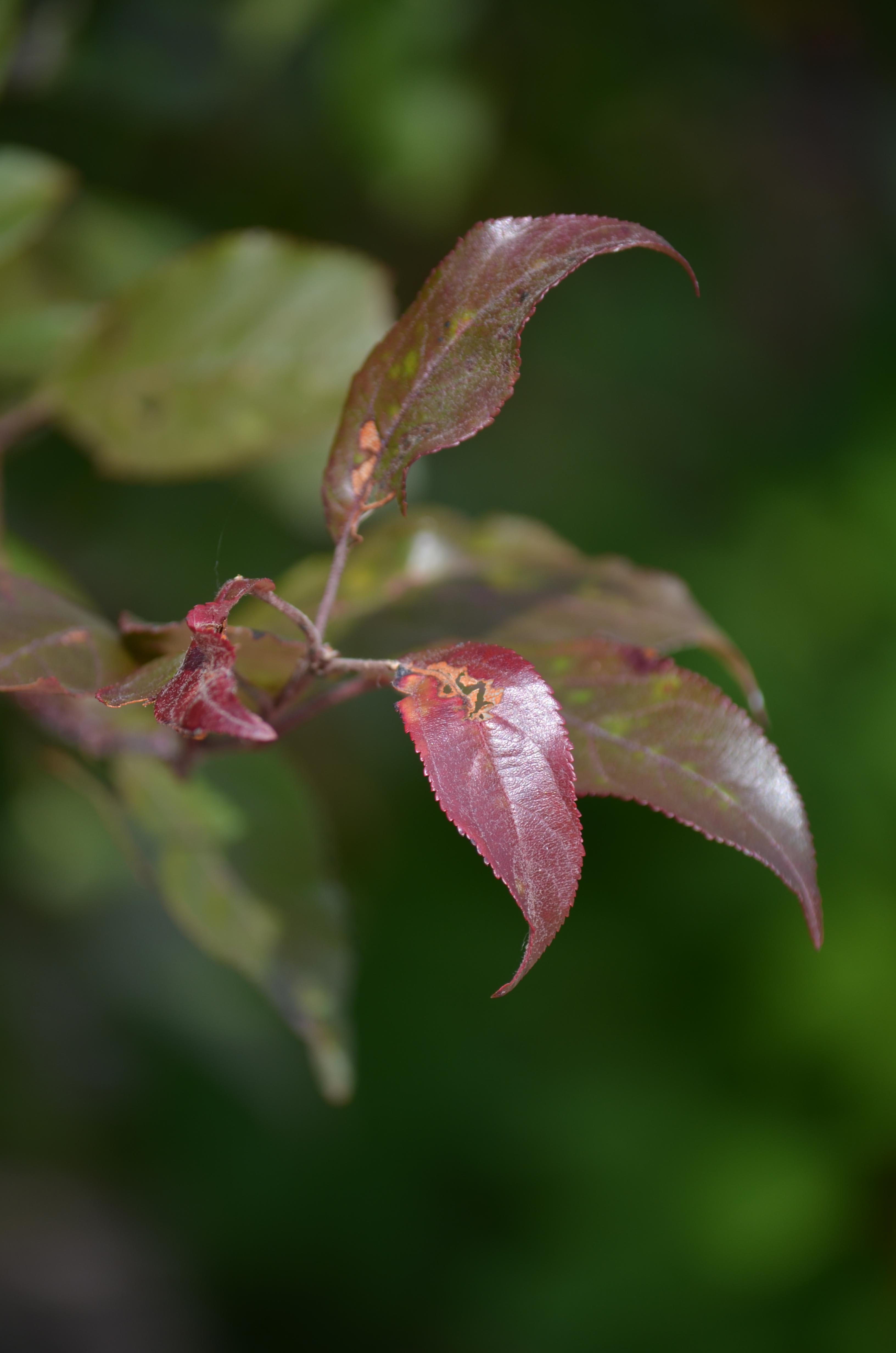 Malus × ‘Radiant’ – Purdue Arboretum Explorer