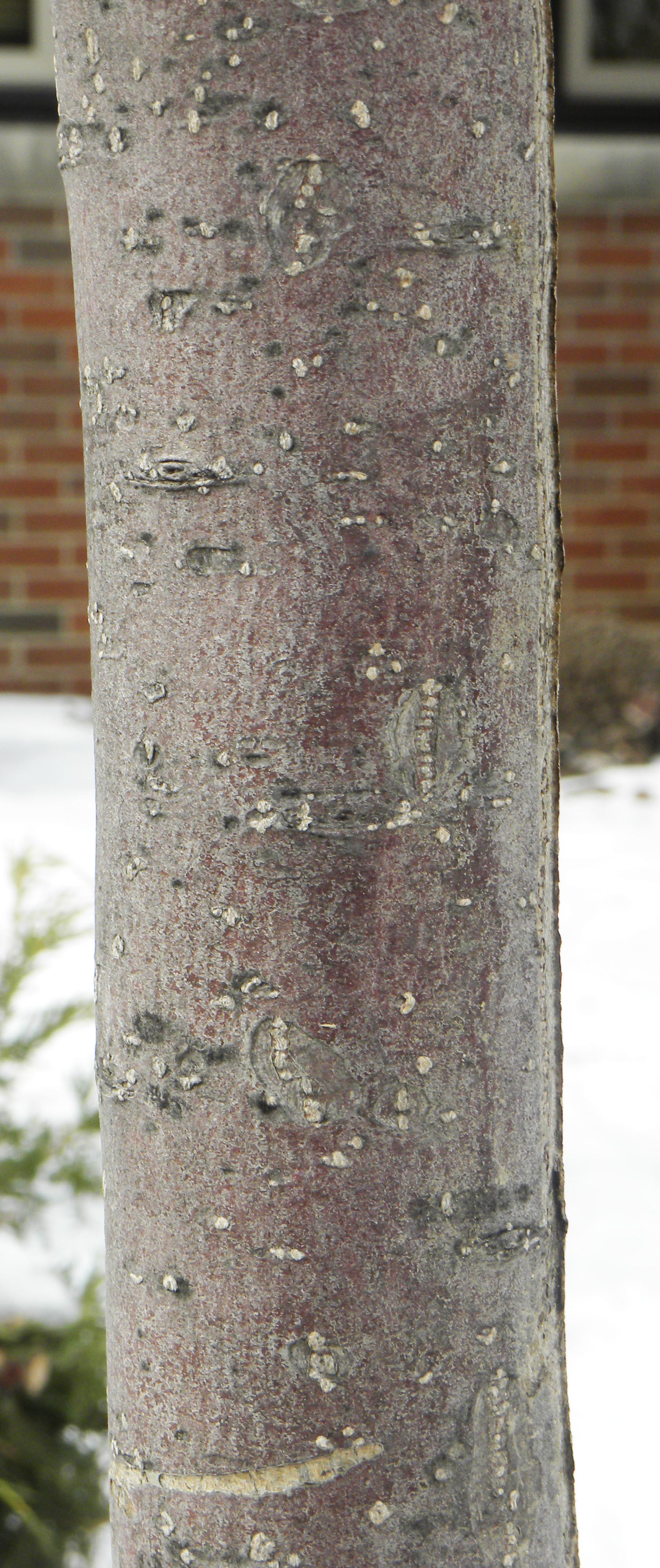 Malus × ‘Radiant’ – Purdue Arboretum Explorer