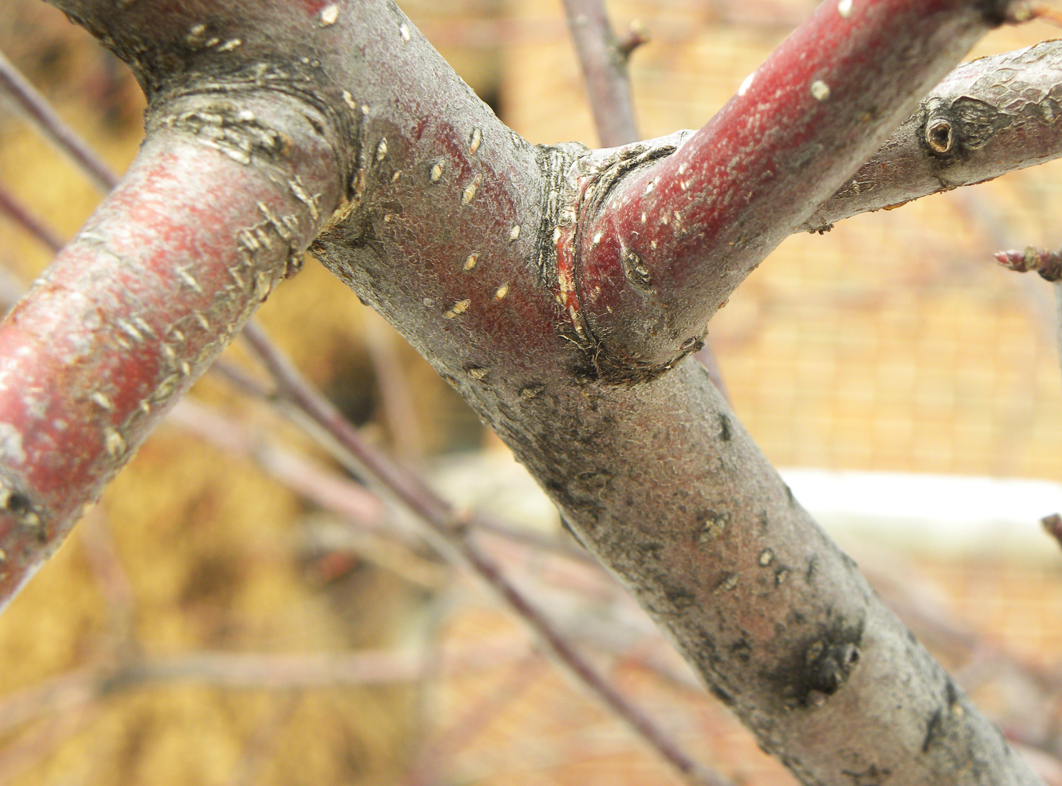 Malus × ‘Radiant’ – Purdue Arboretum Explorer