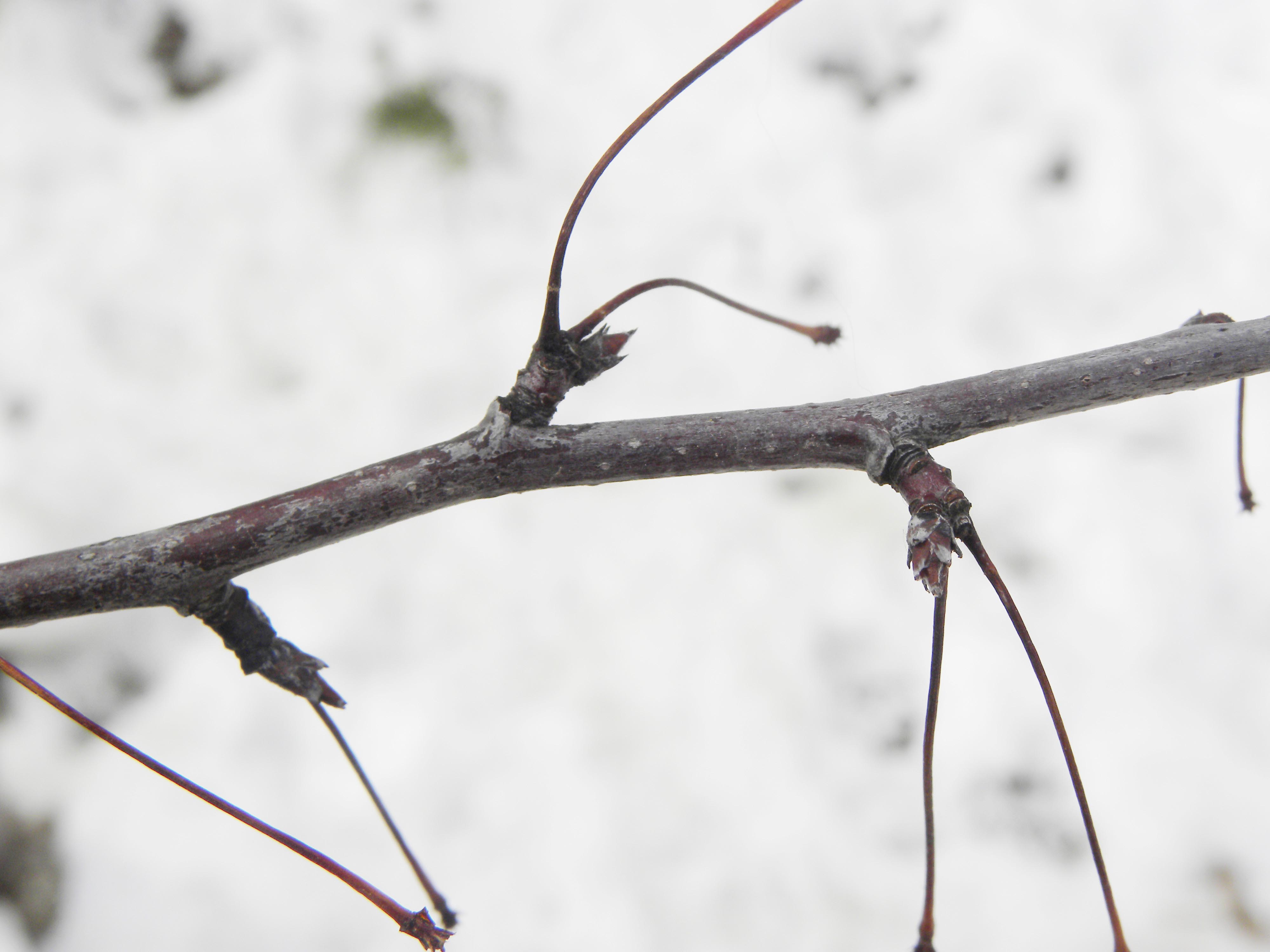 Malus × ‘Radiant’ – Purdue Arboretum Explorer