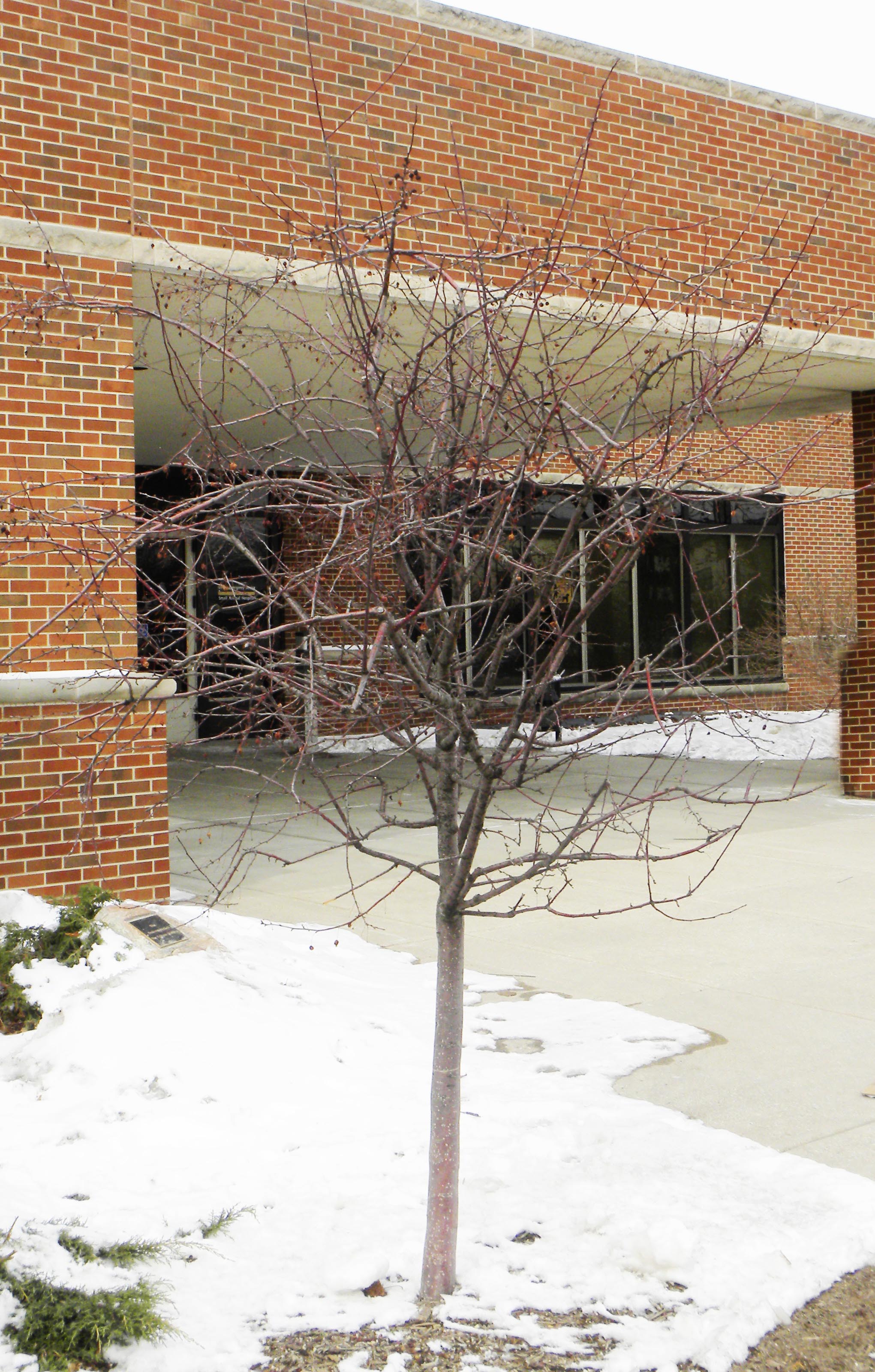 Malus × ‘Radiant’ – Purdue Arboretum Explorer