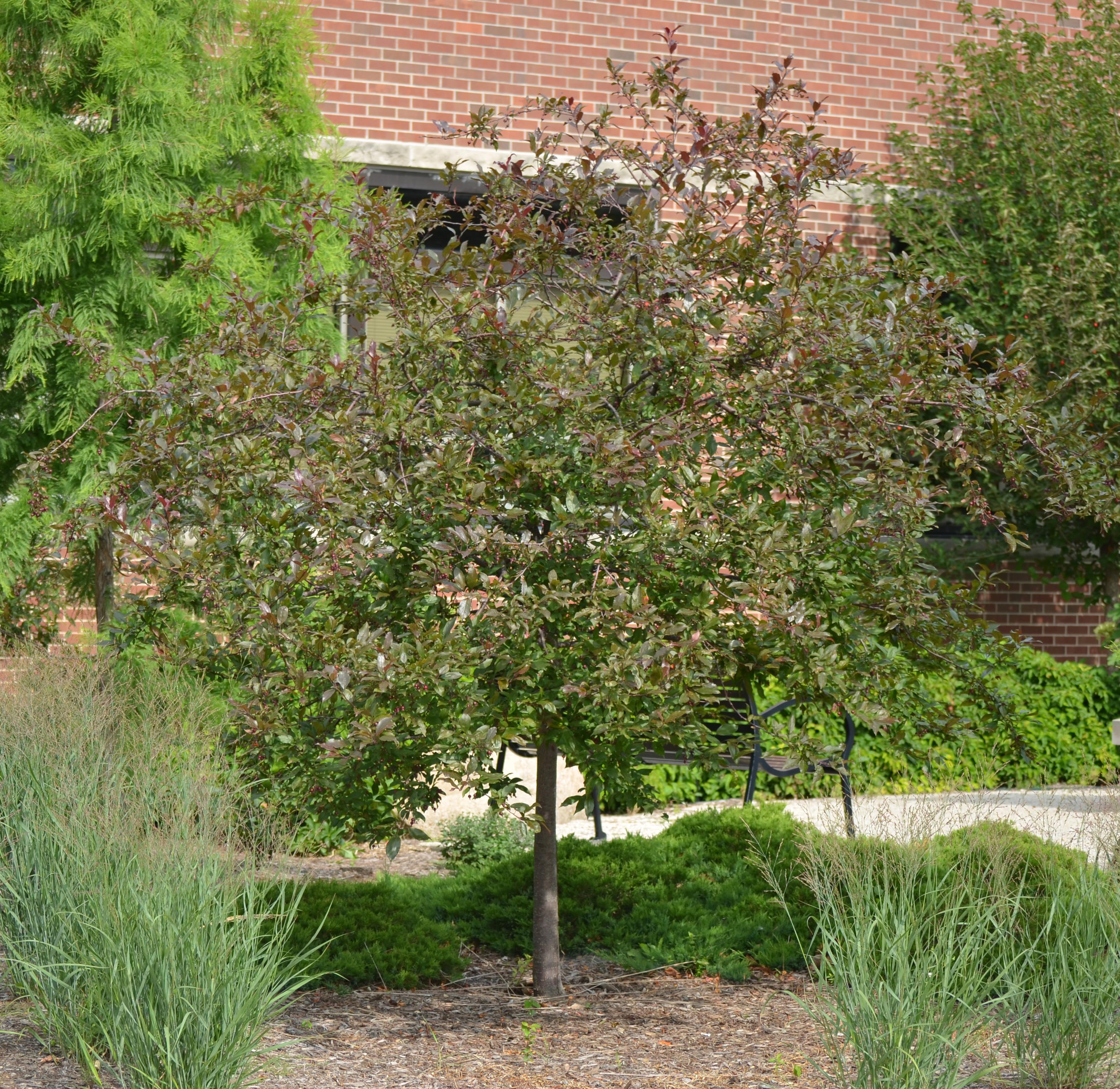 Malus × ‘Radiant’ – Purdue Arboretum Explorer