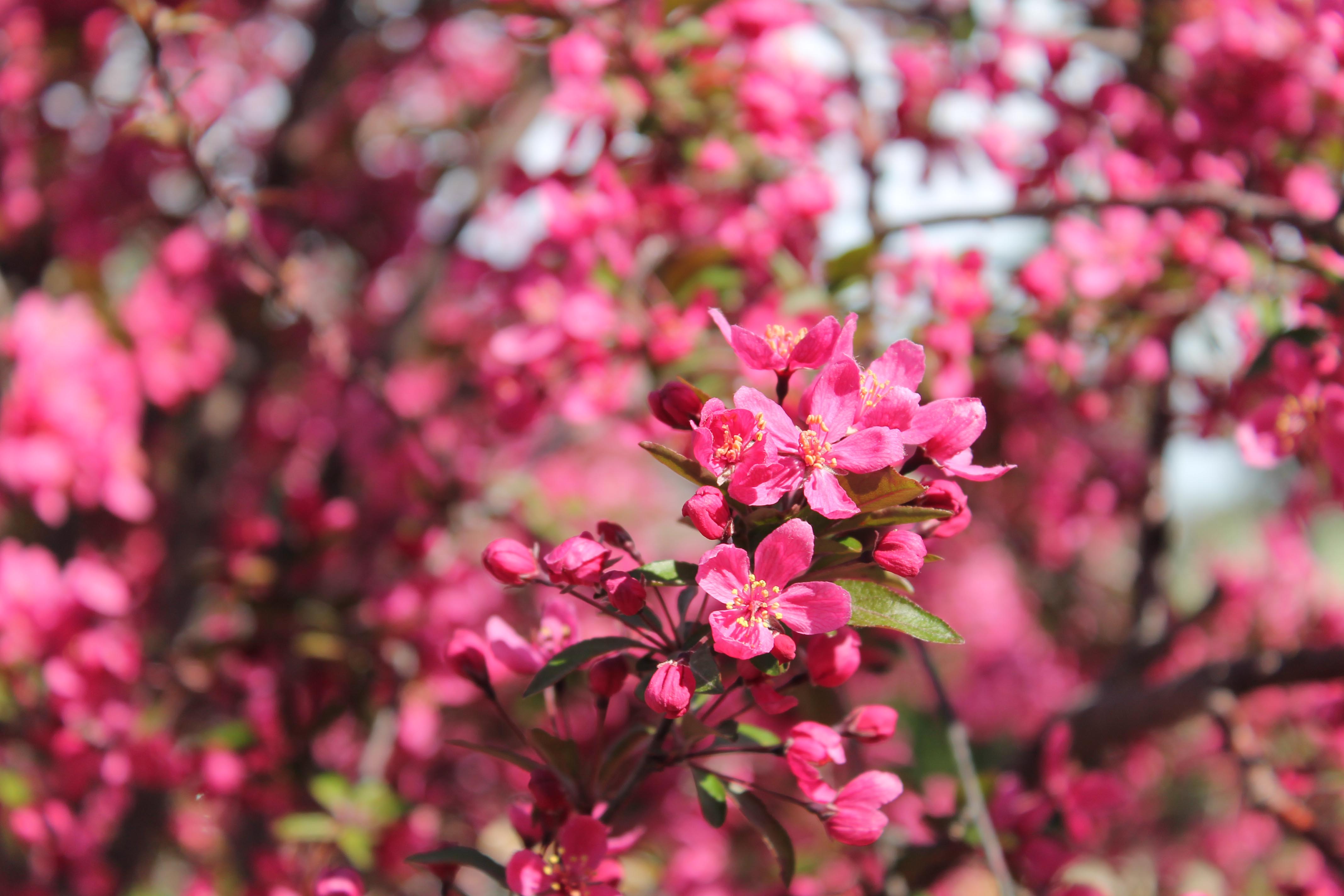 Malus × ‘Radiant’ – Purdue Arboretum Explorer