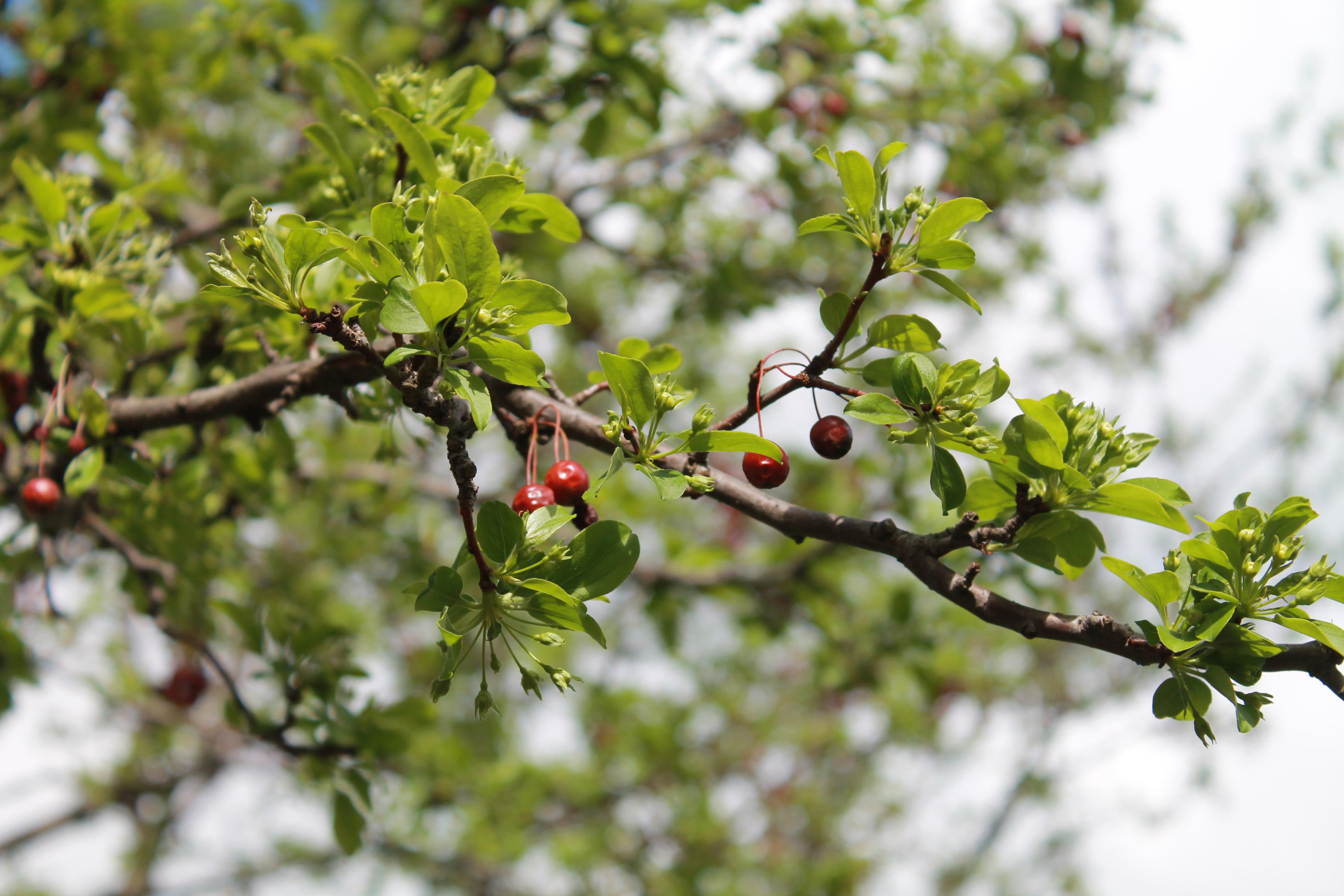 Malus × ‘Jewelcole’ [sold as Red Jewel®] – Purdue Arboretum Explorer