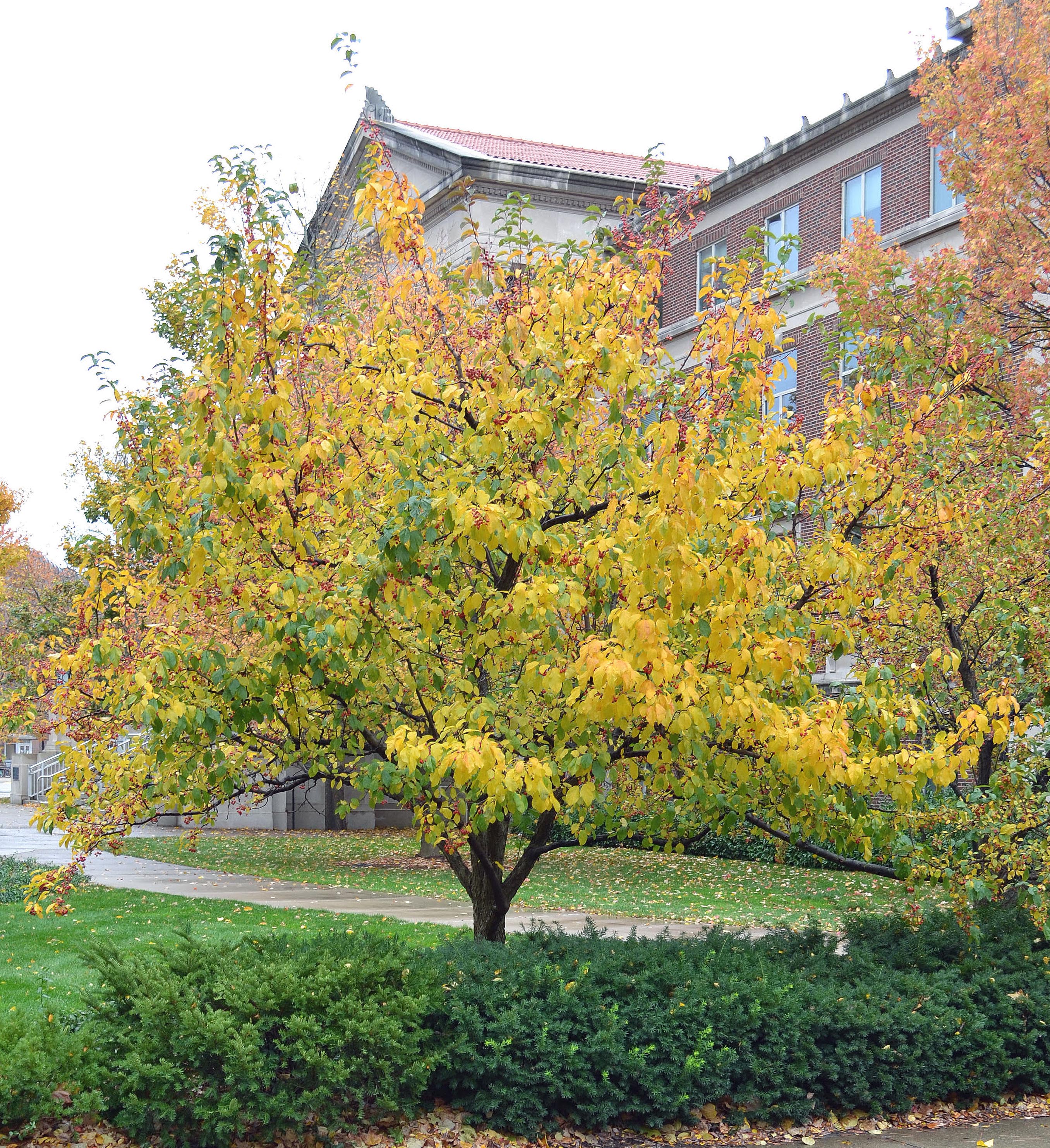 Malus × ‘Jewelcole’ [sold as Red Jewel®] – Purdue Arboretum Explorer