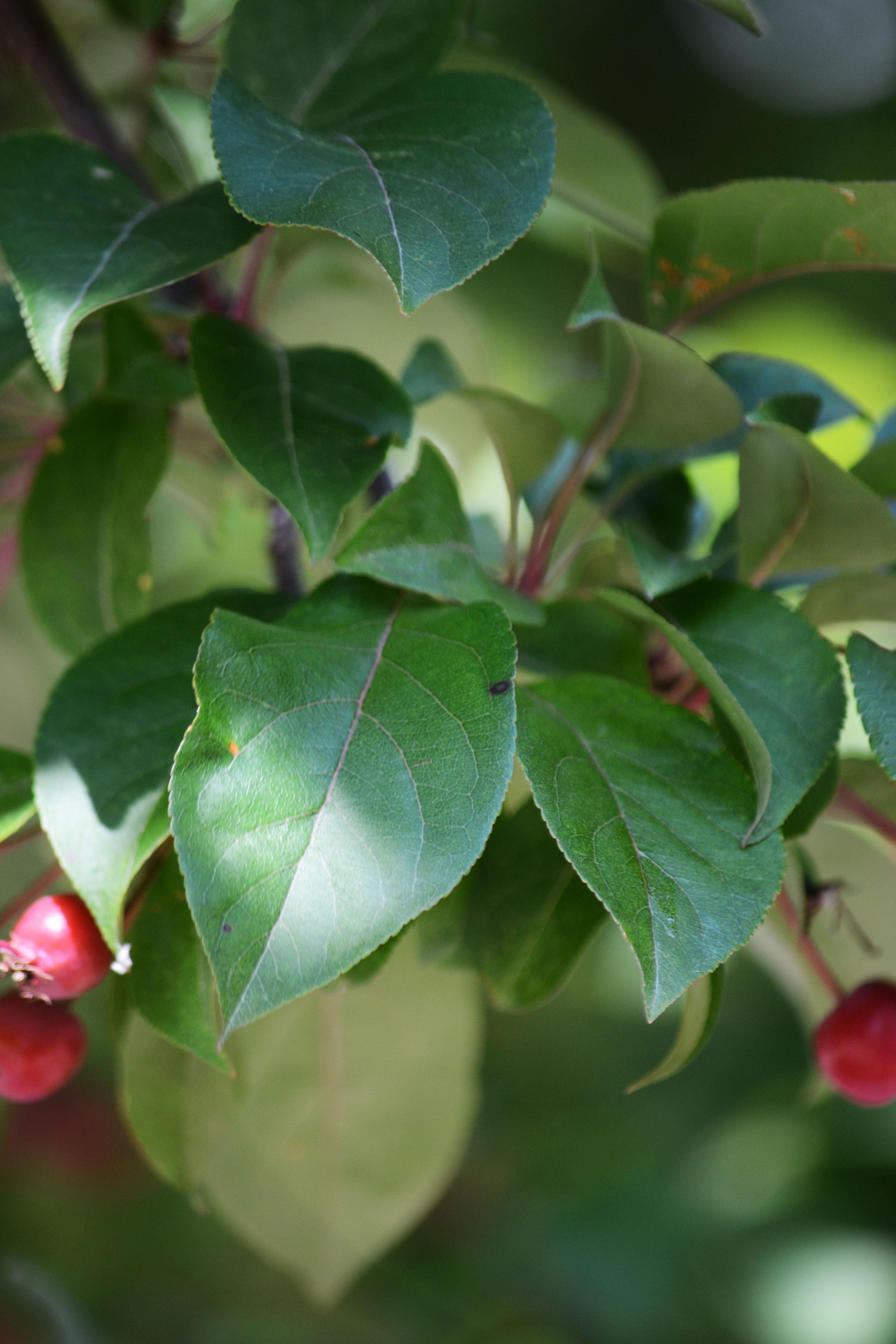 Malus × ‘Red Splendor’ – Purdue Arboretum Explorer