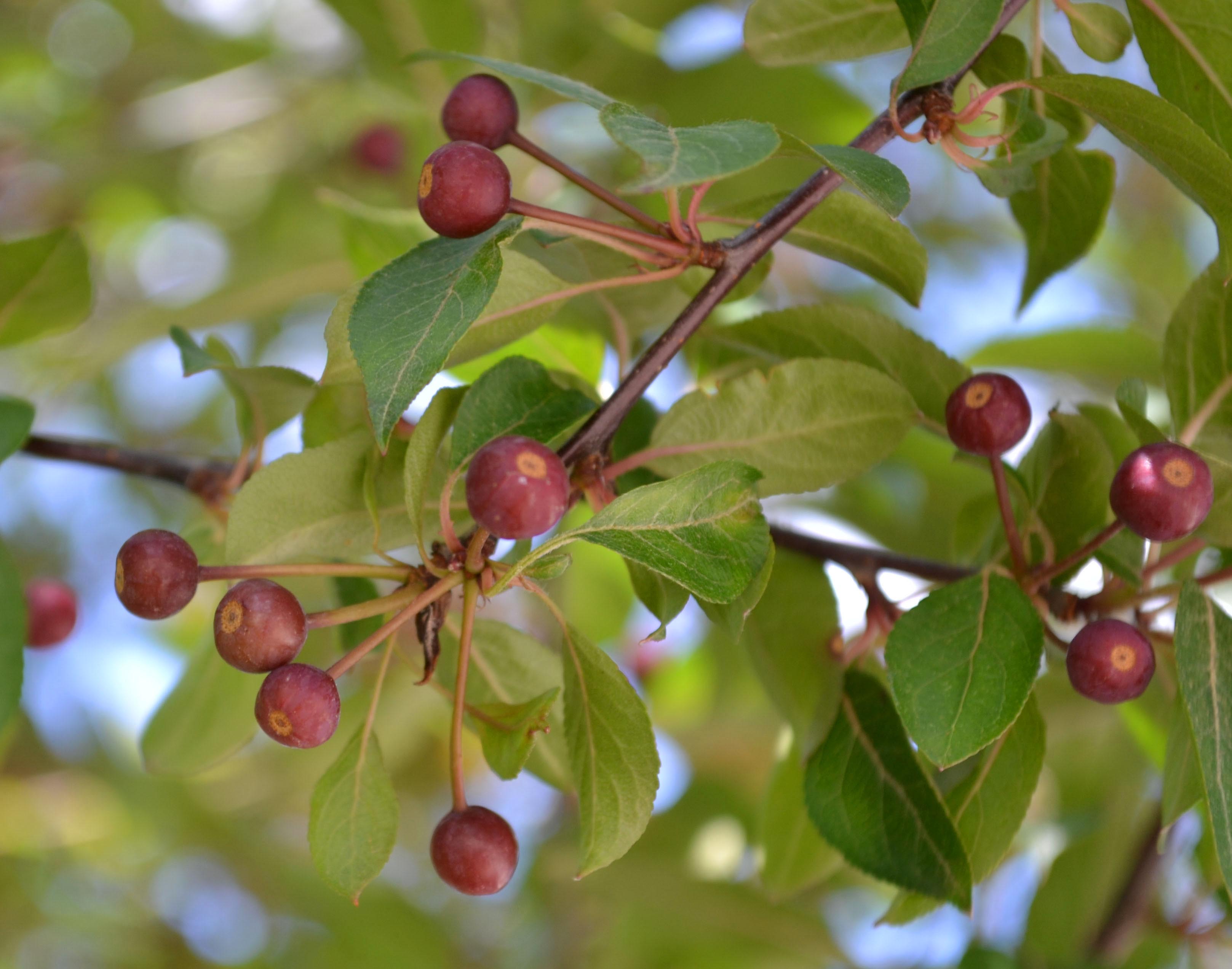 Malus × ‘Red Splendor’ – Purdue Arboretum Explorer