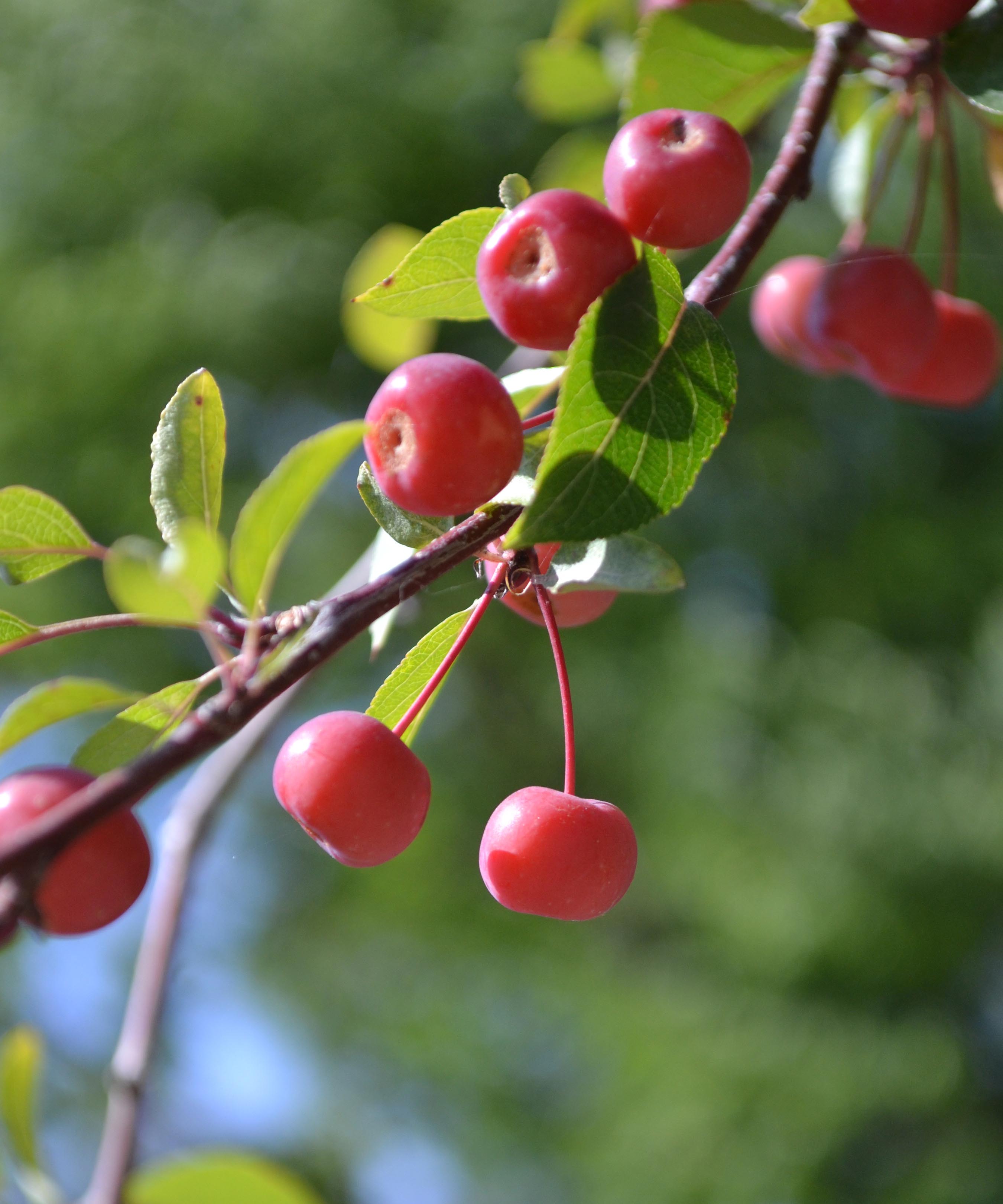 Malus × ‘Red Splendor’ – Purdue Arboretum Explorer
