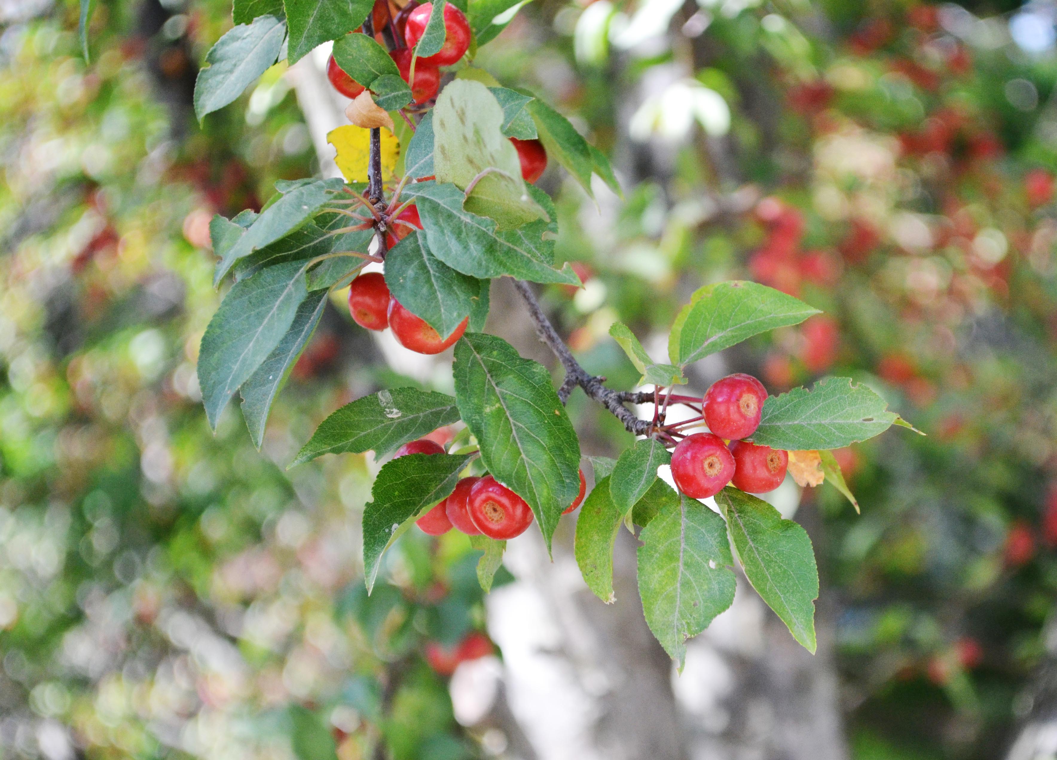 Malus × ‘Red Splendor’ – Purdue Arboretum Explorer