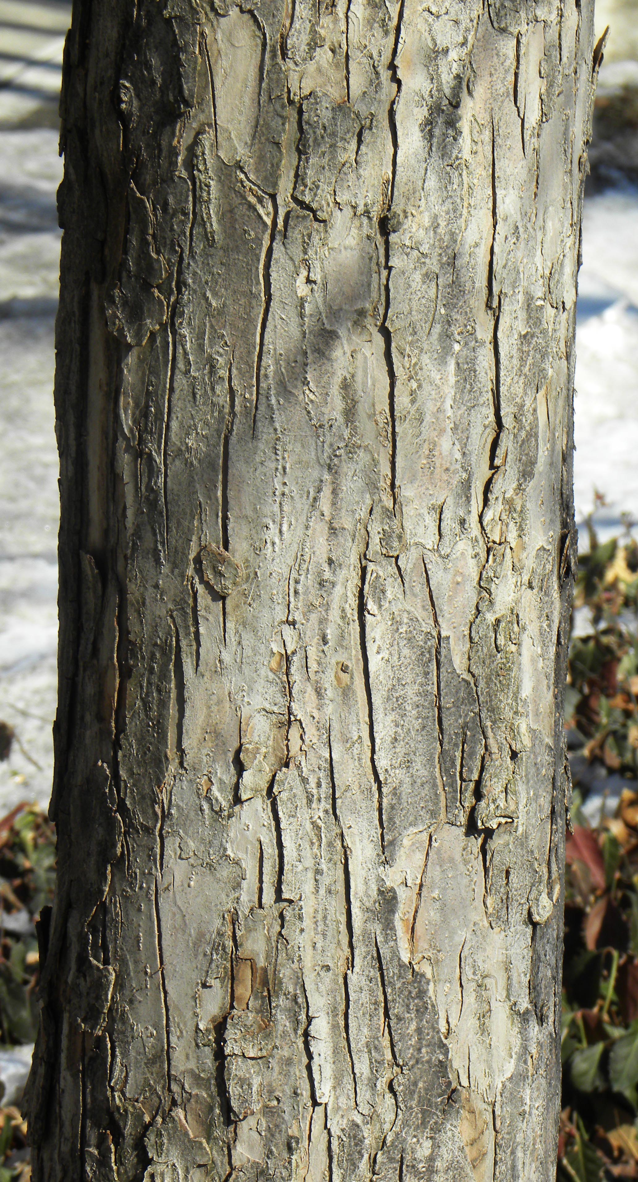 Malus × ‘Red Splendor’ – Purdue Arboretum Explorer