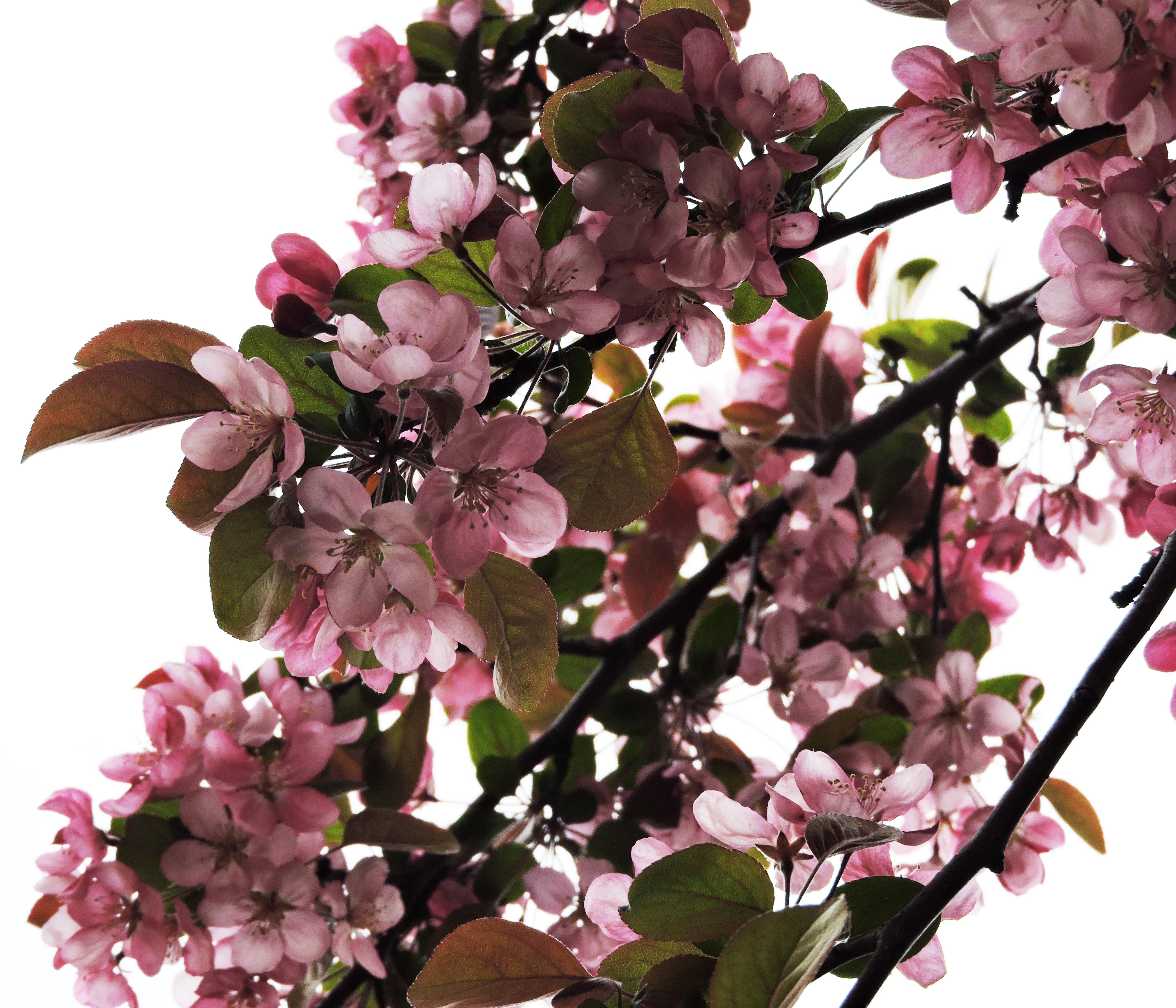 Malus × ‘Robinson’ – Purdue Arboretum Explorer