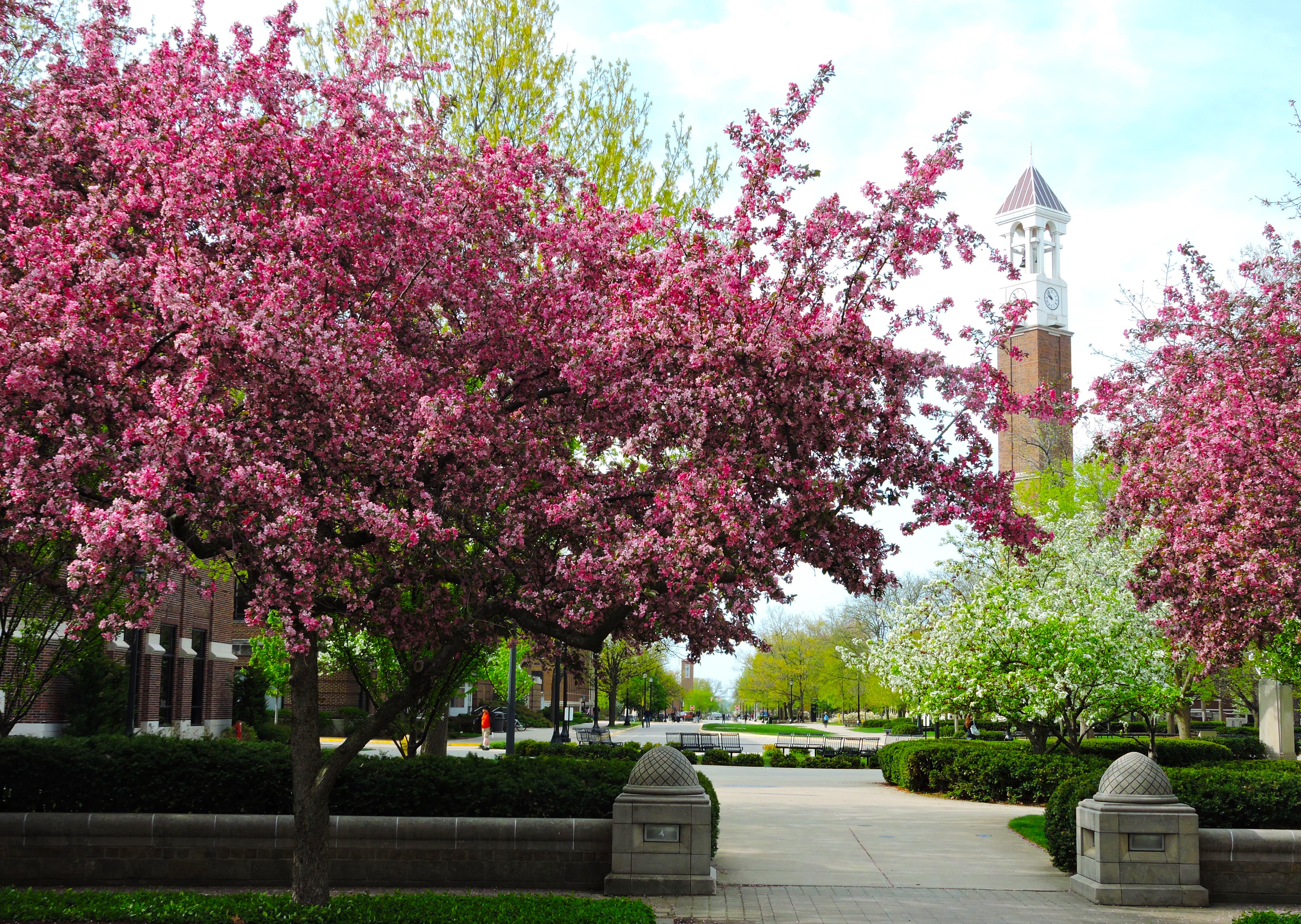 Malus × ‘Robinson’ – Purdue Arboretum Explorer
