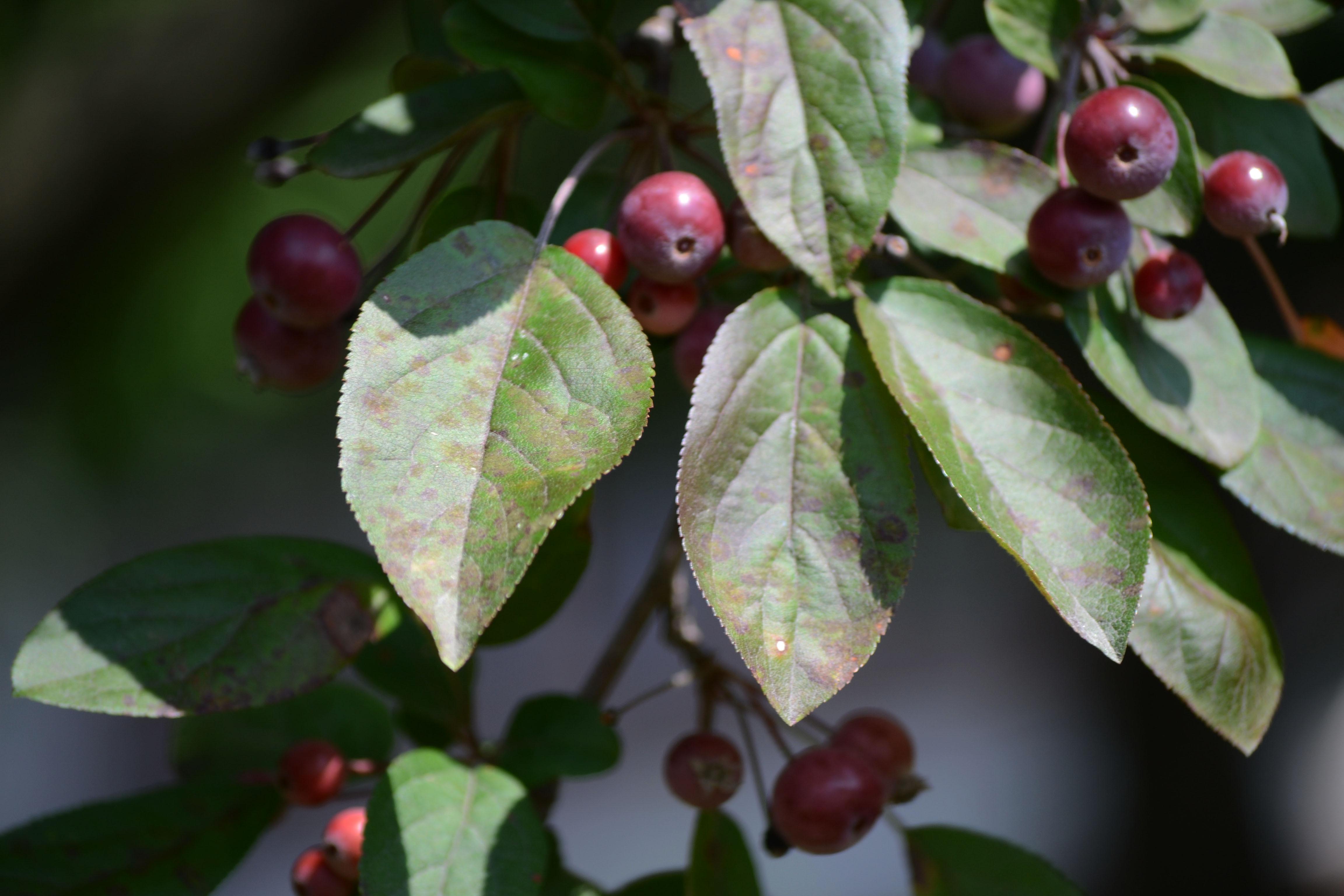 Malus × ‘Robinson’ – Purdue Arboretum Explorer