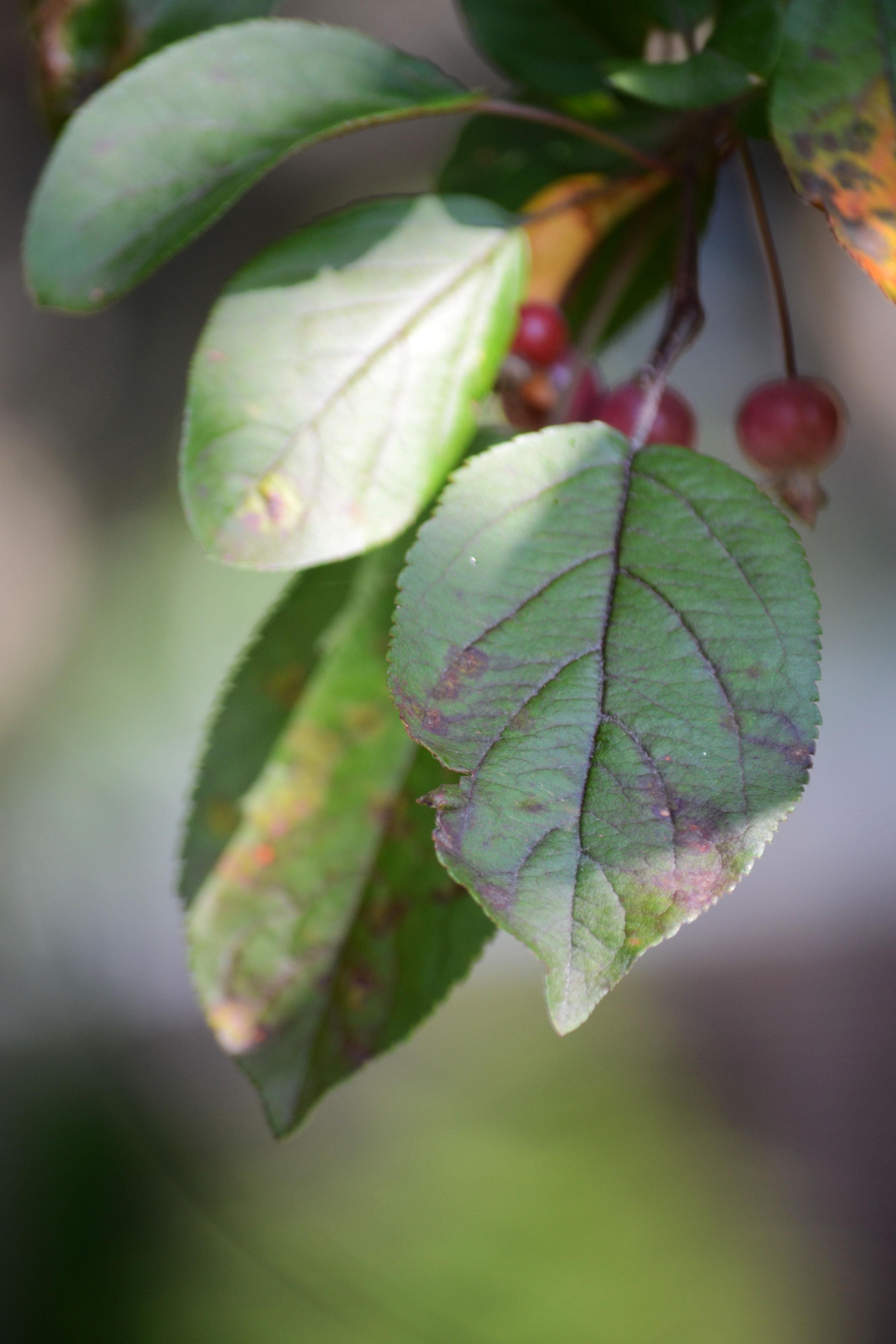 Malus × ‘Robinson’ – Purdue Arboretum Explorer