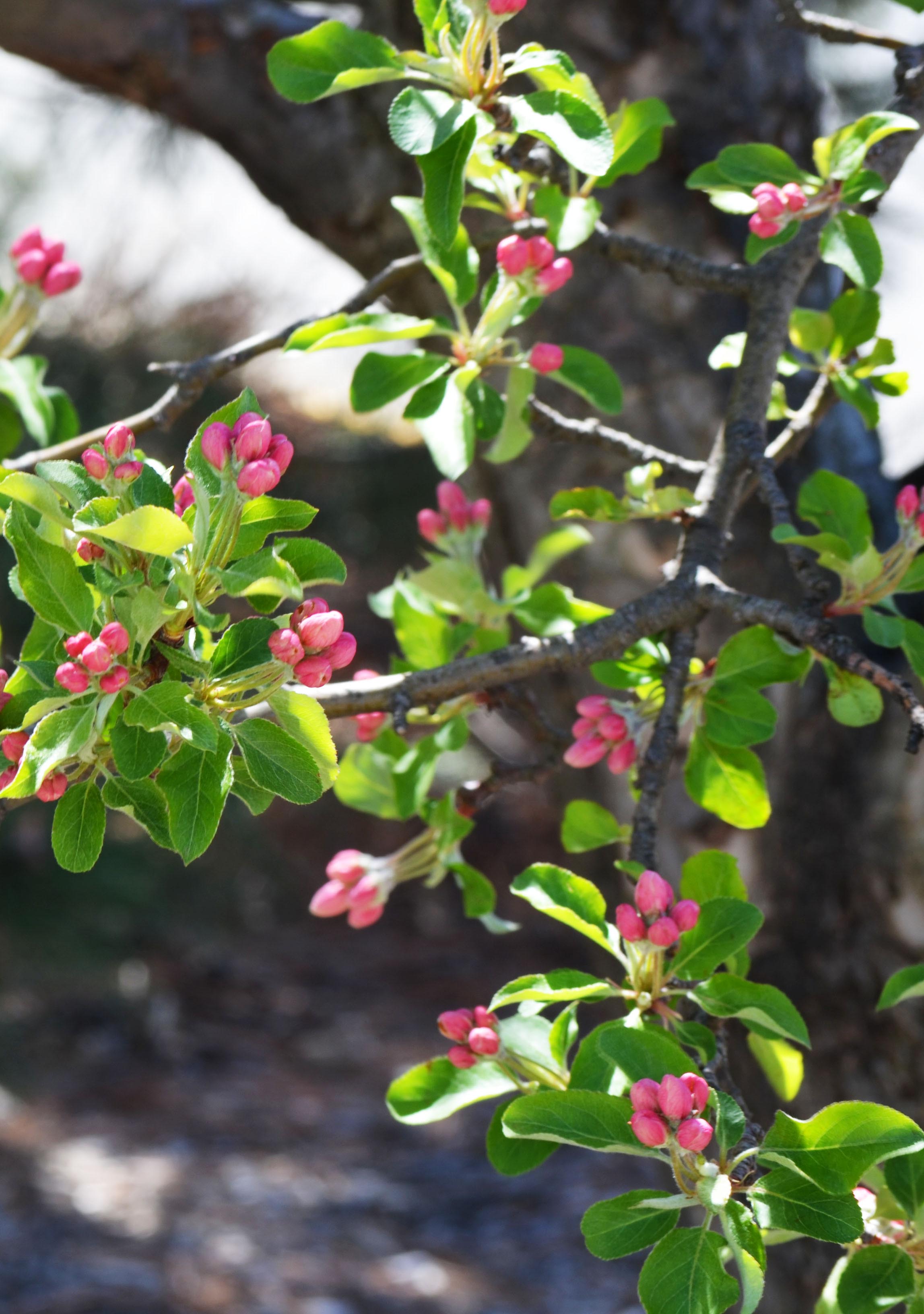 Malus × ‘Royal Ruby’ – Purdue Arboretum Explorer
