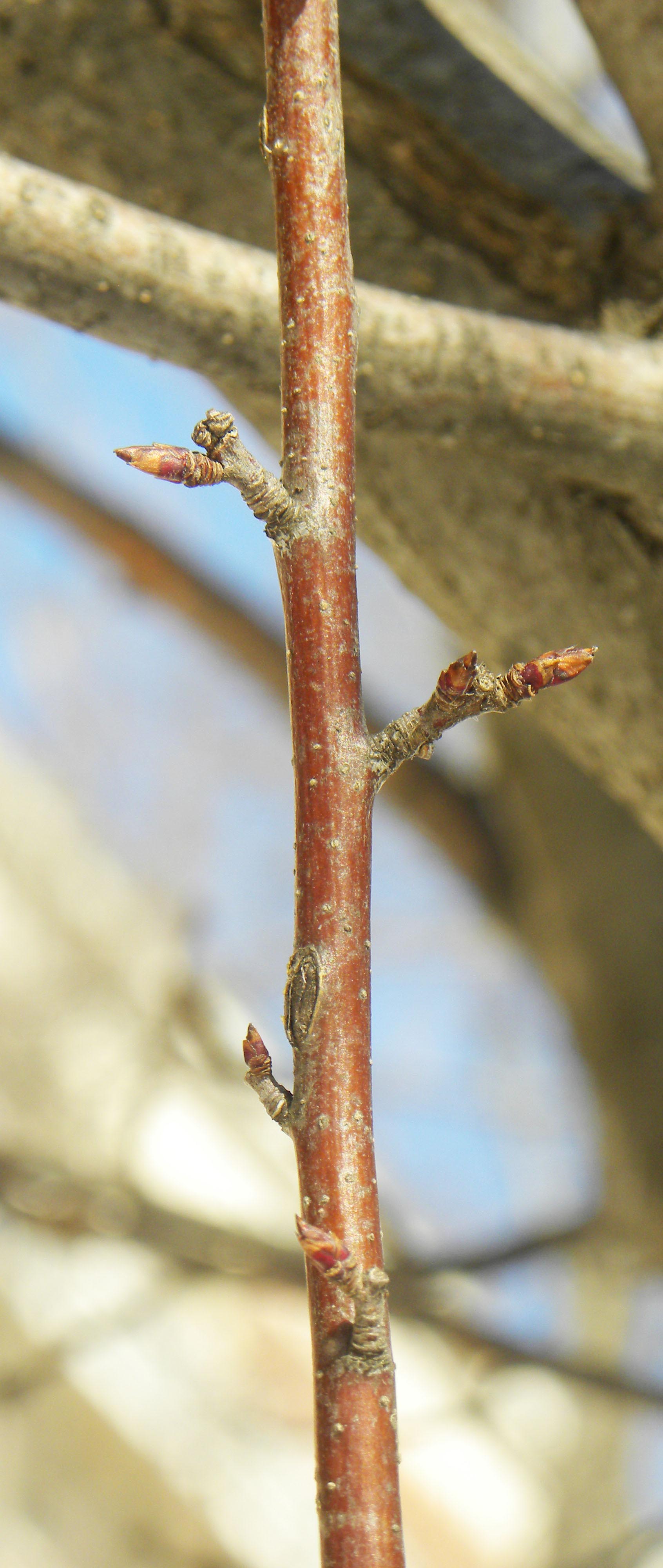 Malus × ‘Royal Ruby’ – Purdue Arboretum Explorer