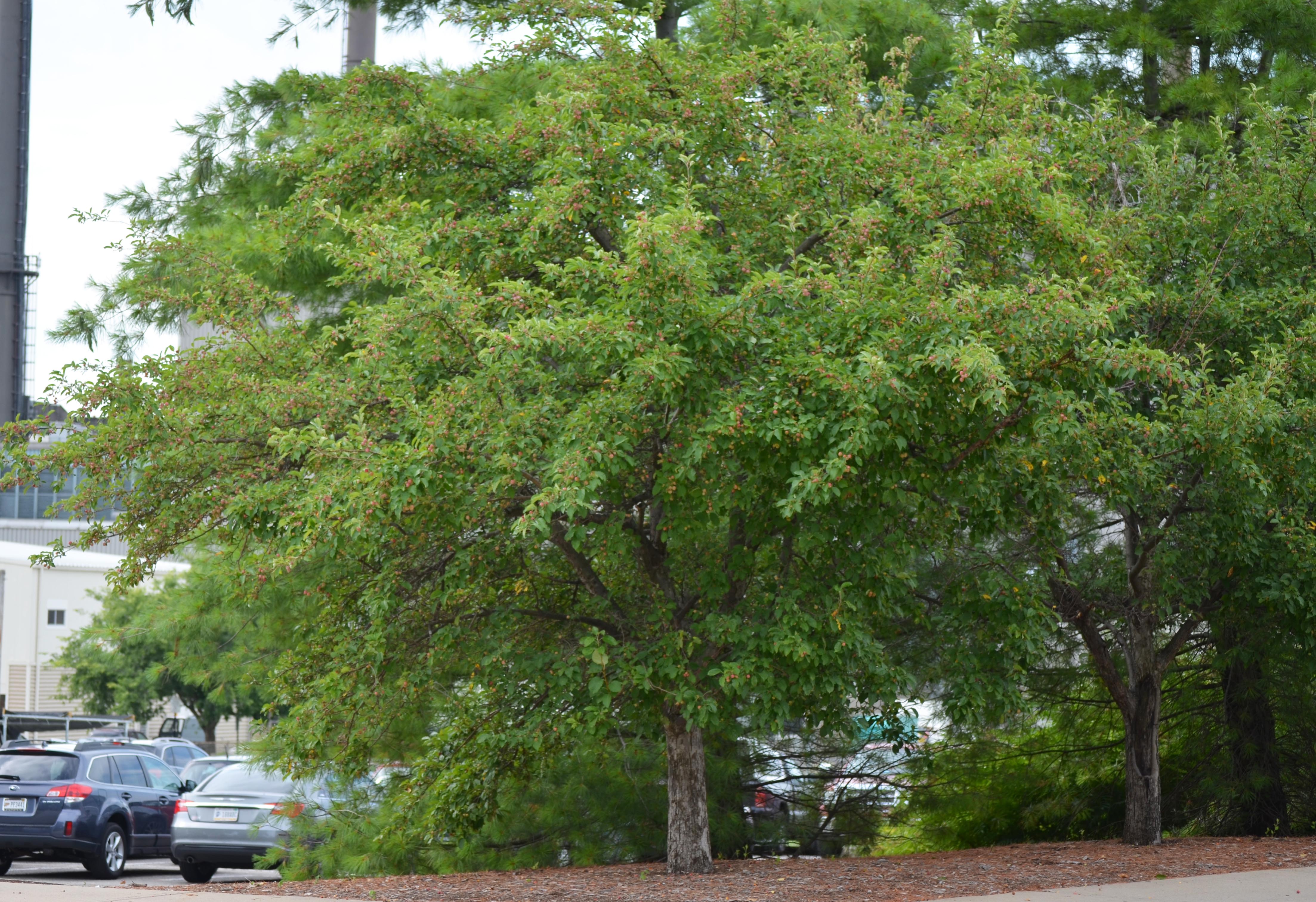 Malus × ‘Royal Ruby’ – Purdue Arboretum Explorer
