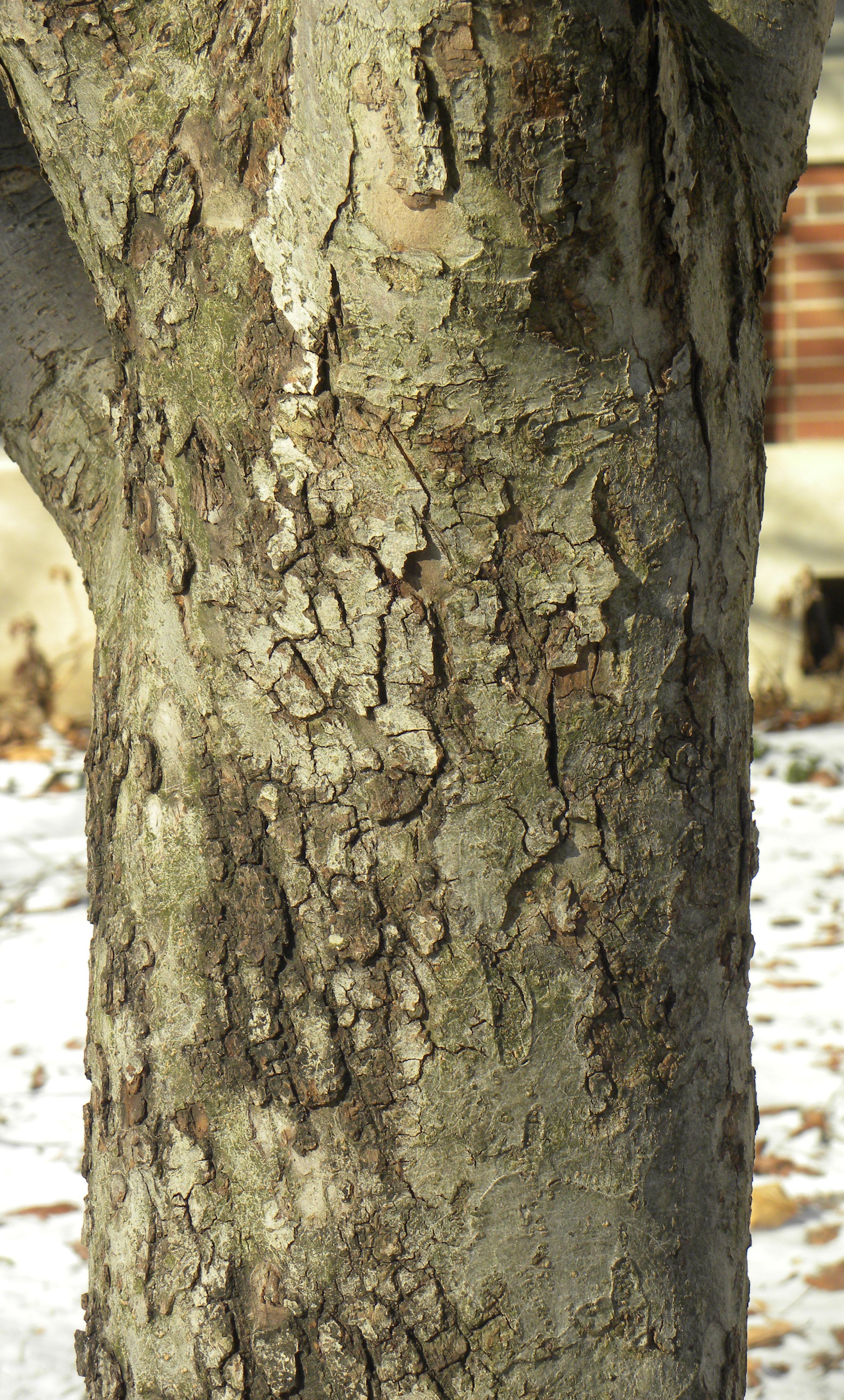 Malus × ‘Royal Ruby’ – Purdue Arboretum Explorer