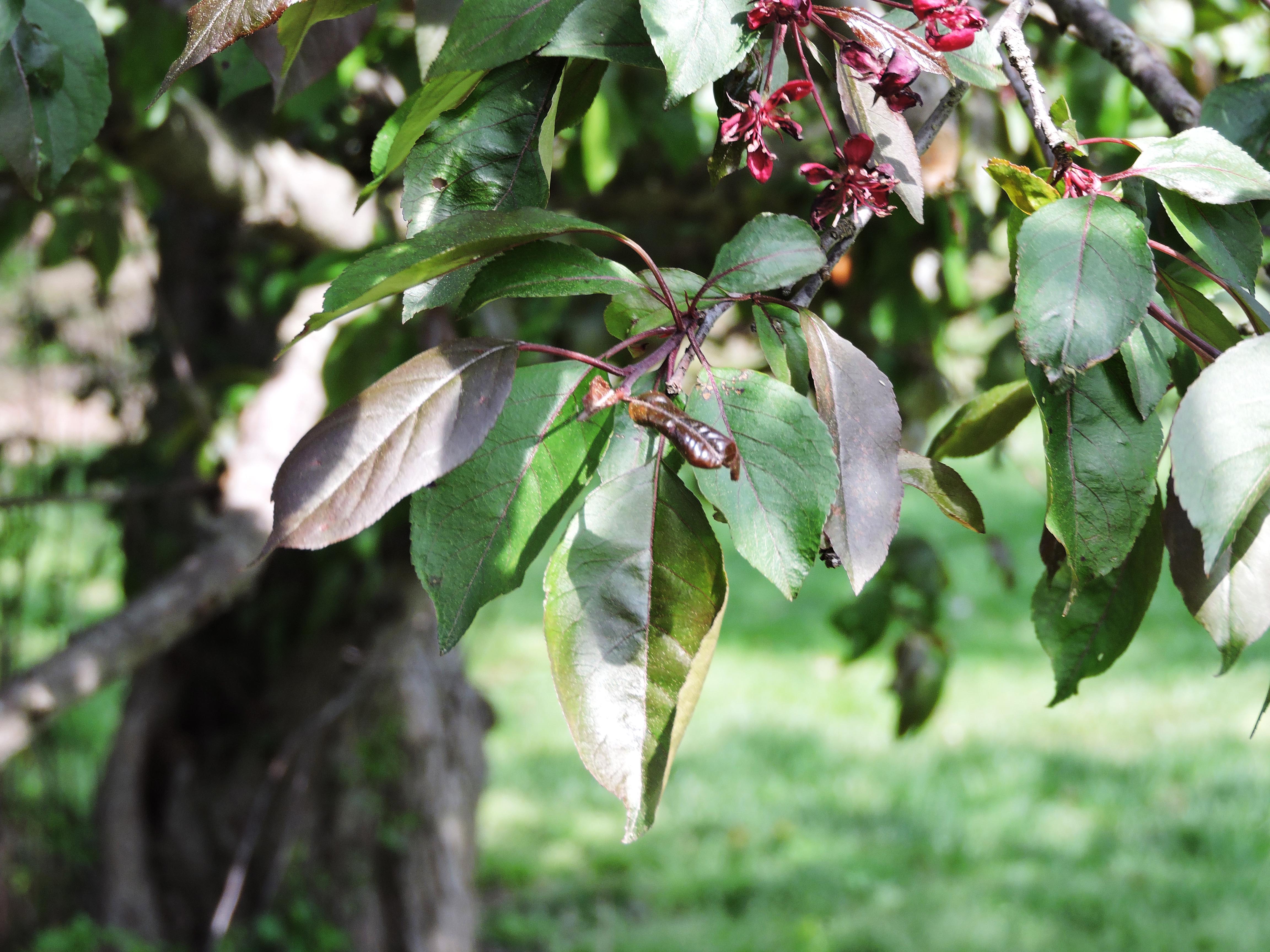 Malus × ‘Royalty’ – Purdue Arboretum Explorer
