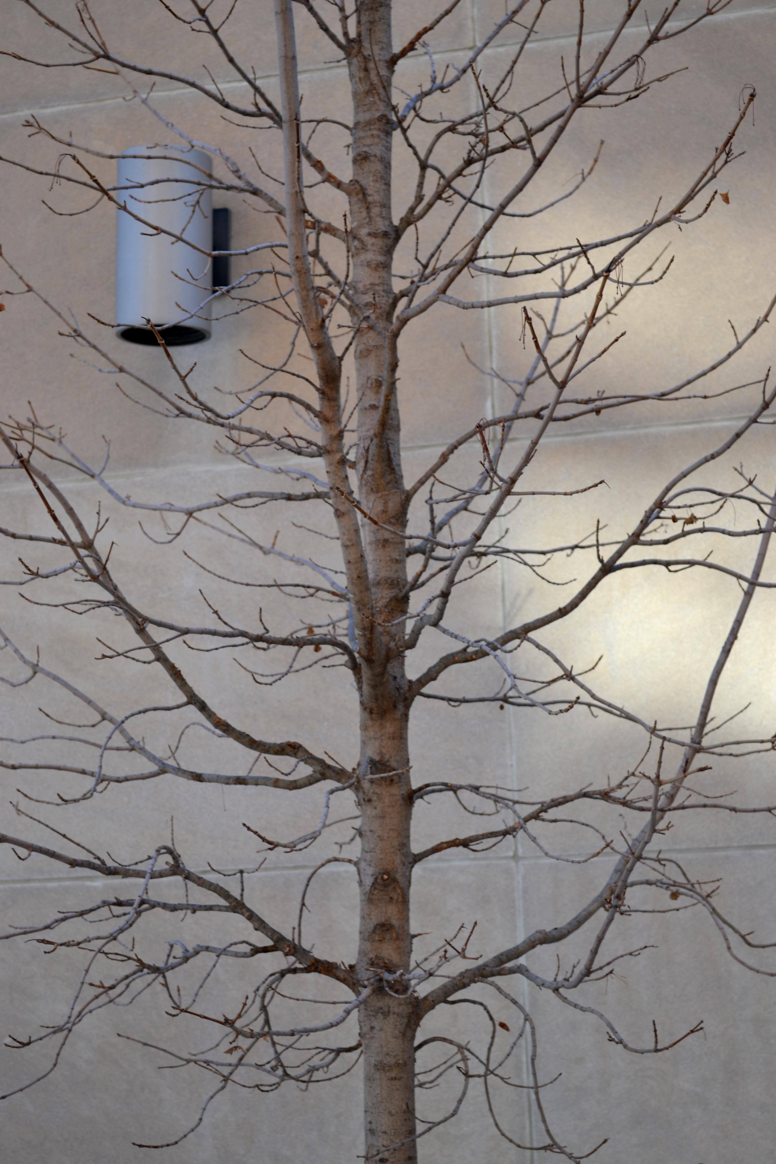 Acer saccharum ‘Barrett Cole’ [sold as Apollo®] – Purdue Arboretum Explorer