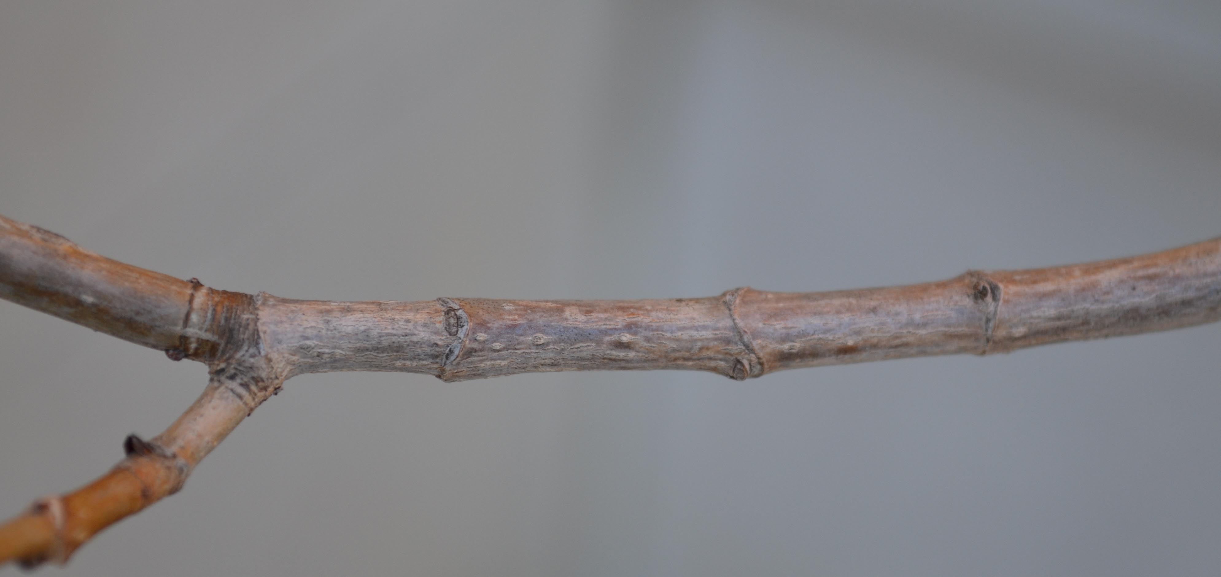 Acer saccharum ‘Barrett Cole’ [sold as Apollo®] – Purdue Arboretum Explorer