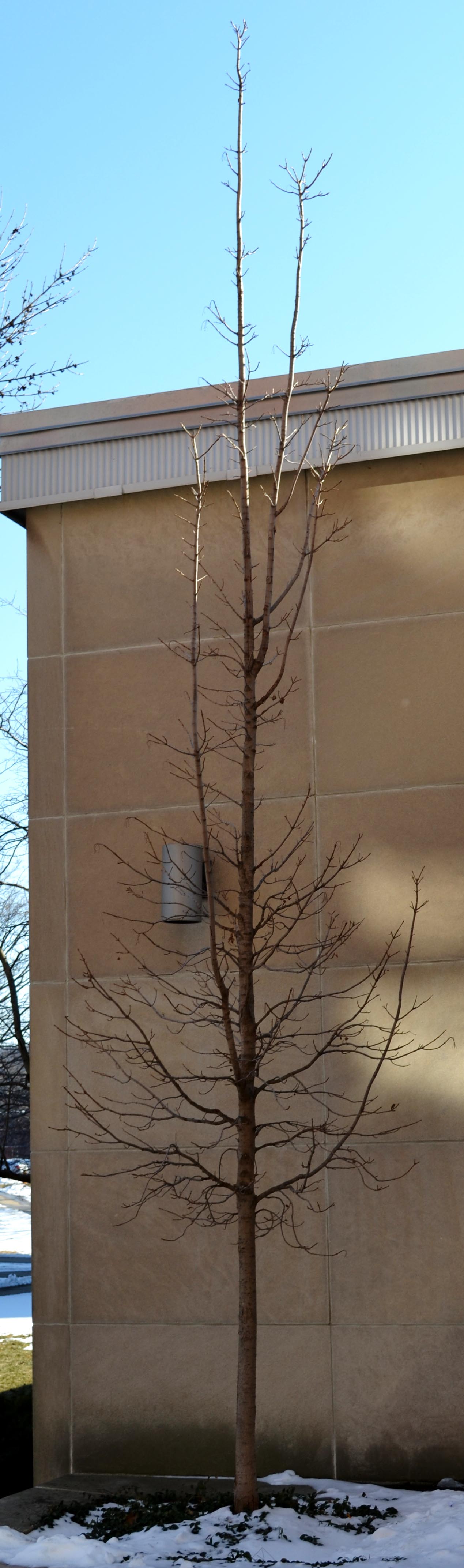 Acer saccharum ‘Barrett Cole’ [sold as Apollo®] – Purdue Arboretum Explorer