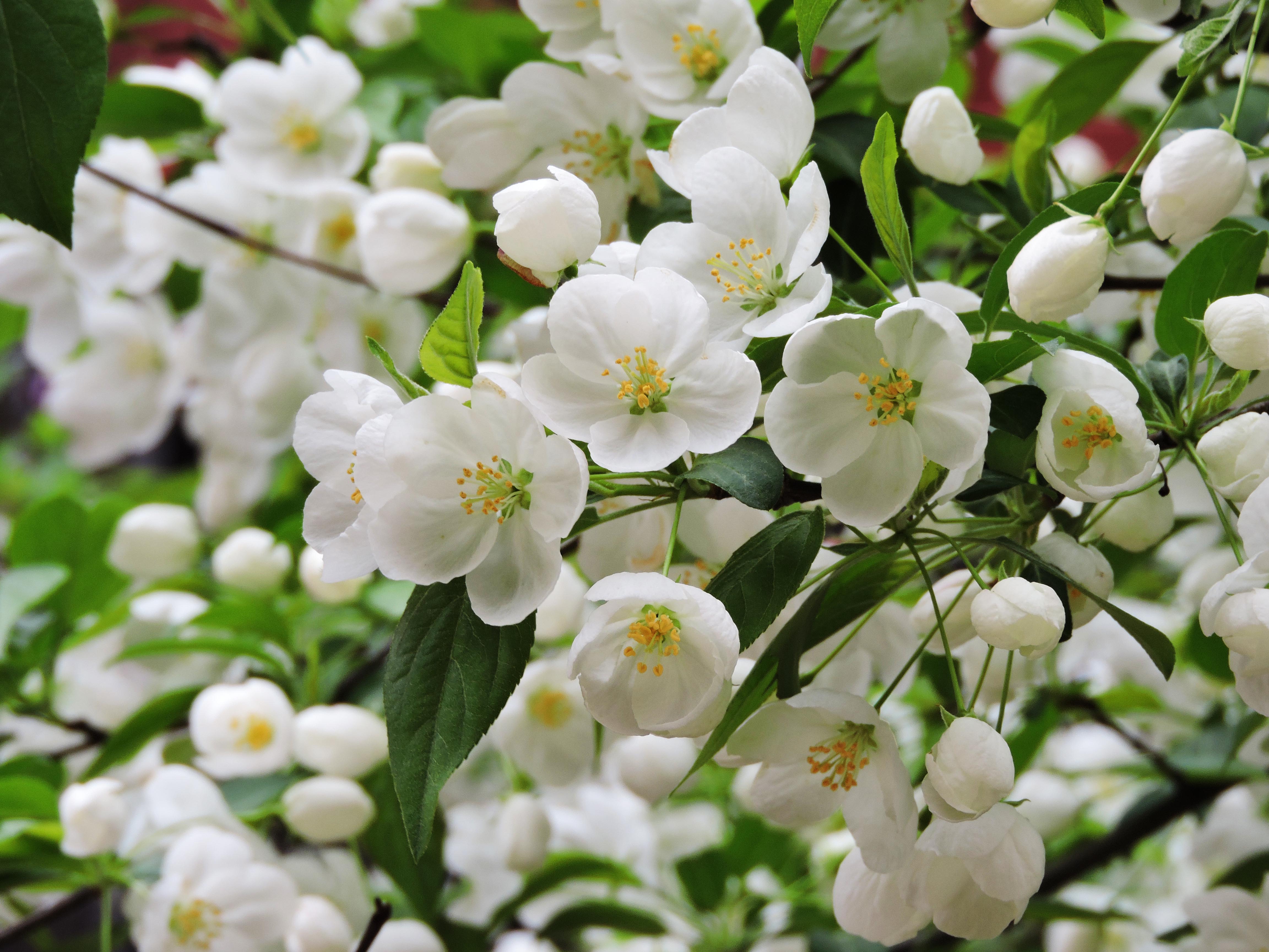 Malus × ‘Snowdrift’ – Purdue Arboretum Explorer