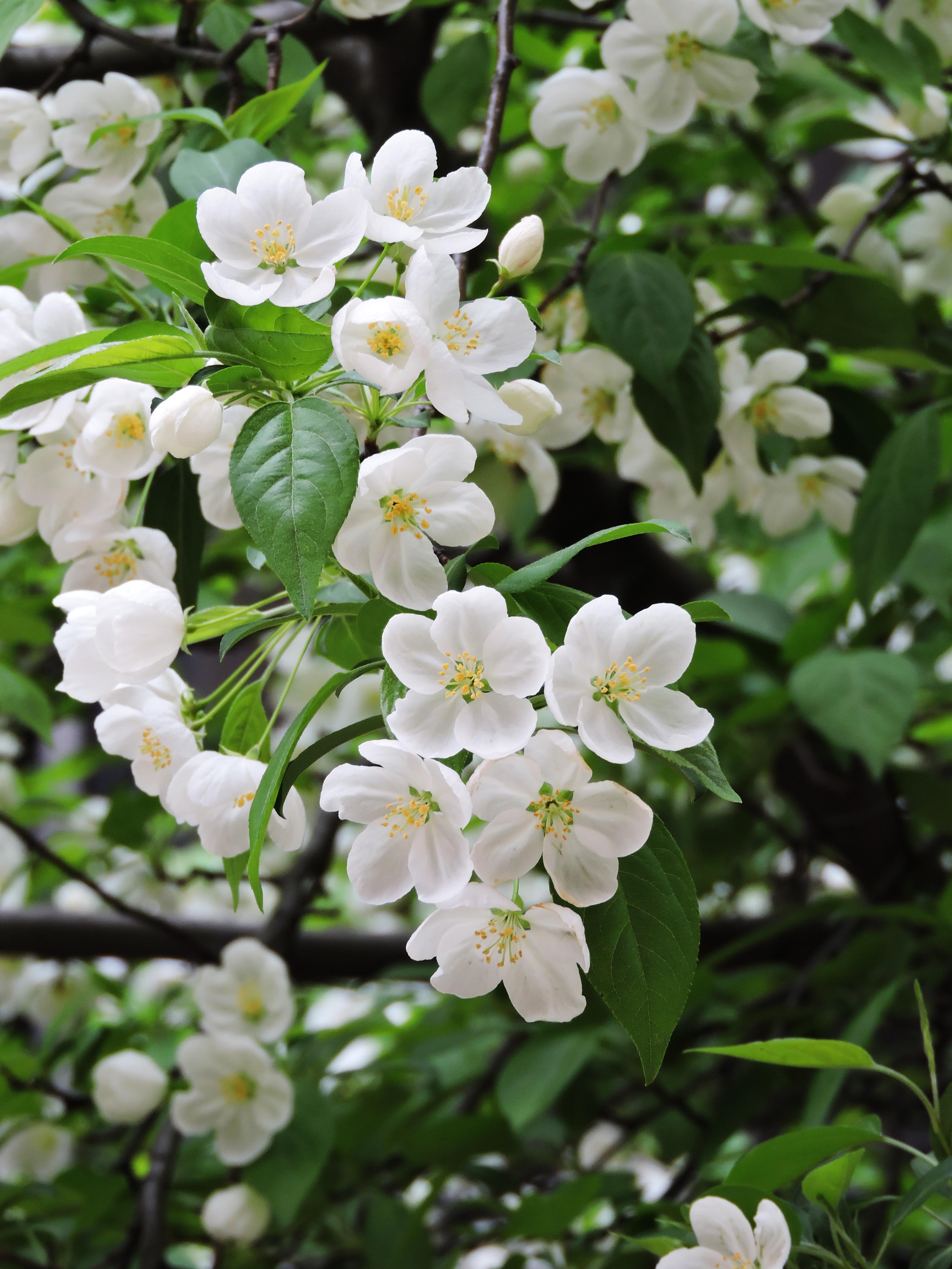 Malus × ‘Snowdrift’ – Purdue Arboretum Explorer