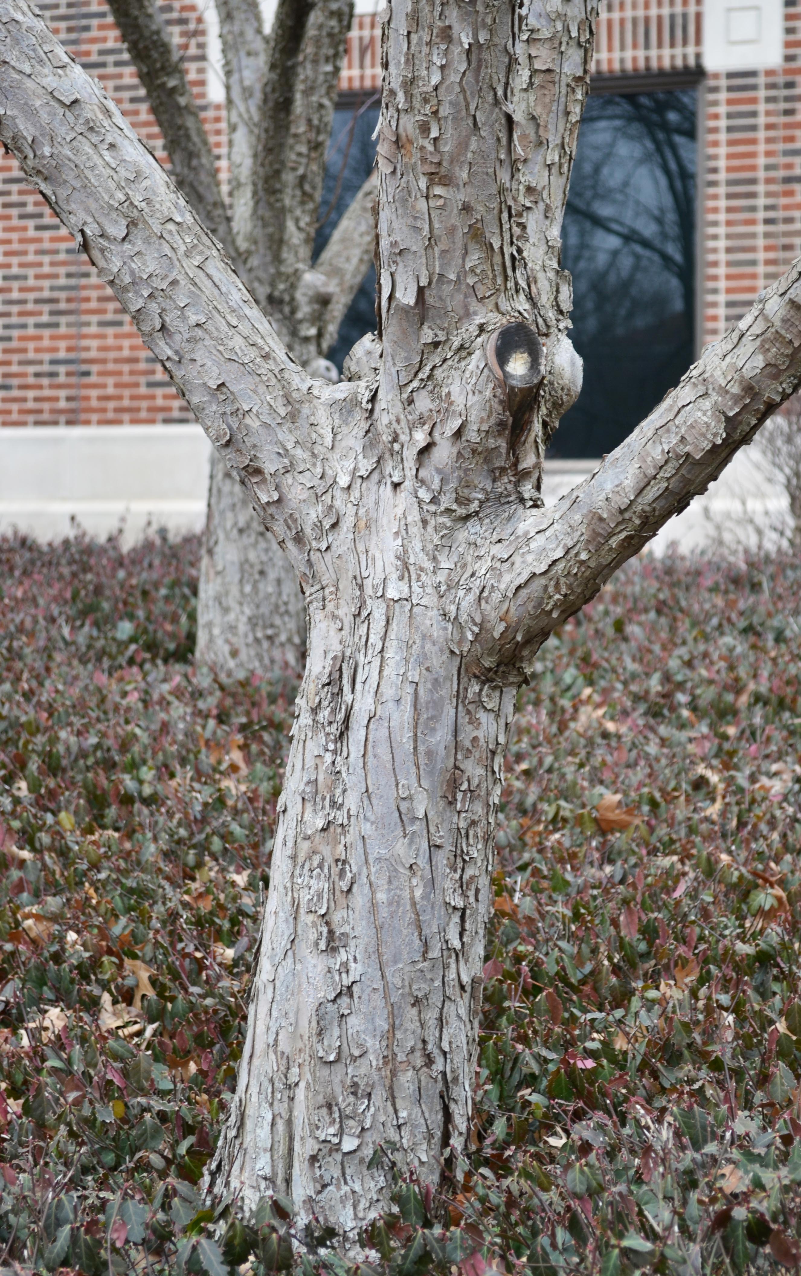 Malus × ‘Snowdrift’ – Purdue Arboretum Explorer