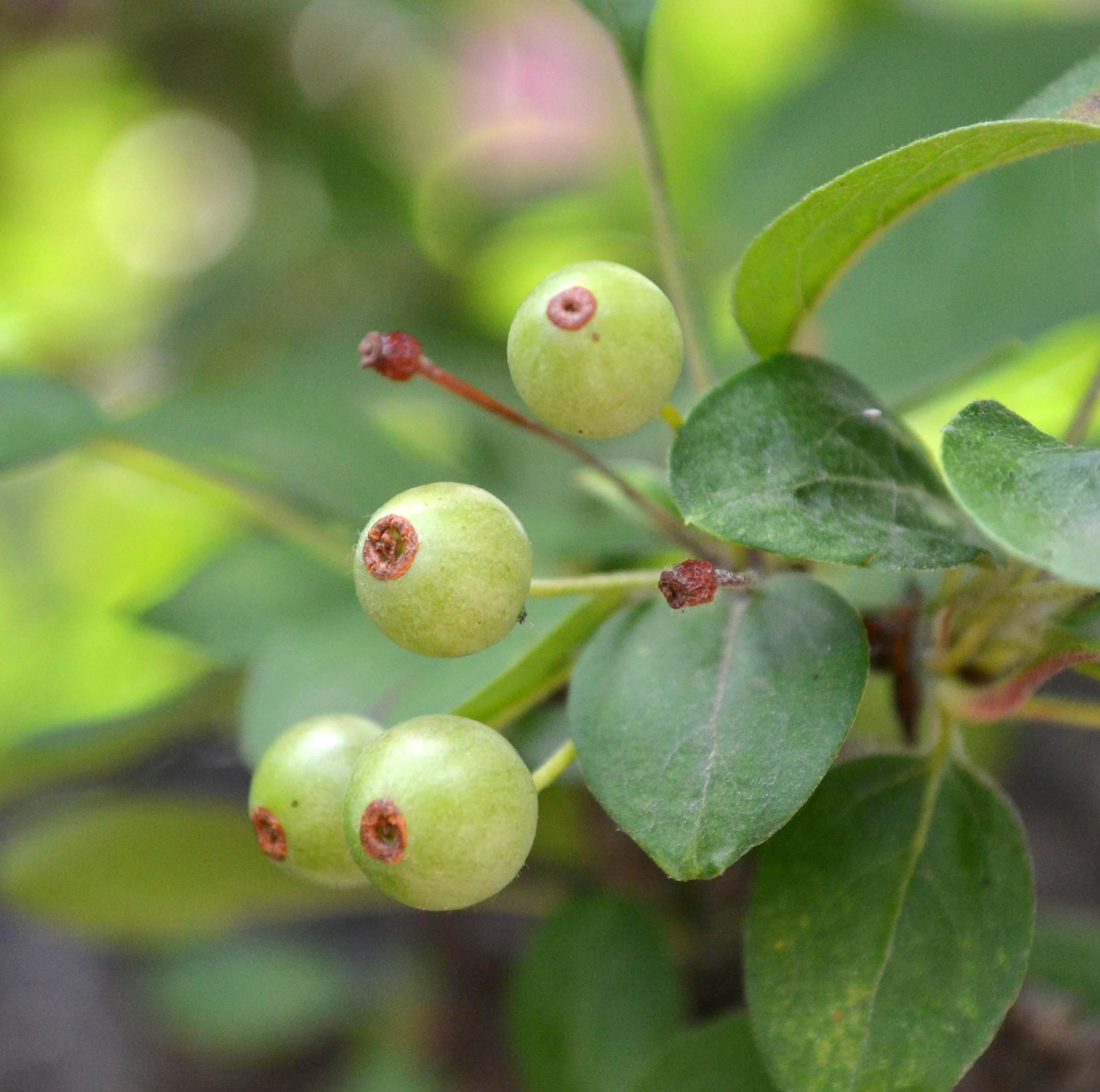 Malus × ‘Snowdrift’ – Purdue Arboretum Explorer
