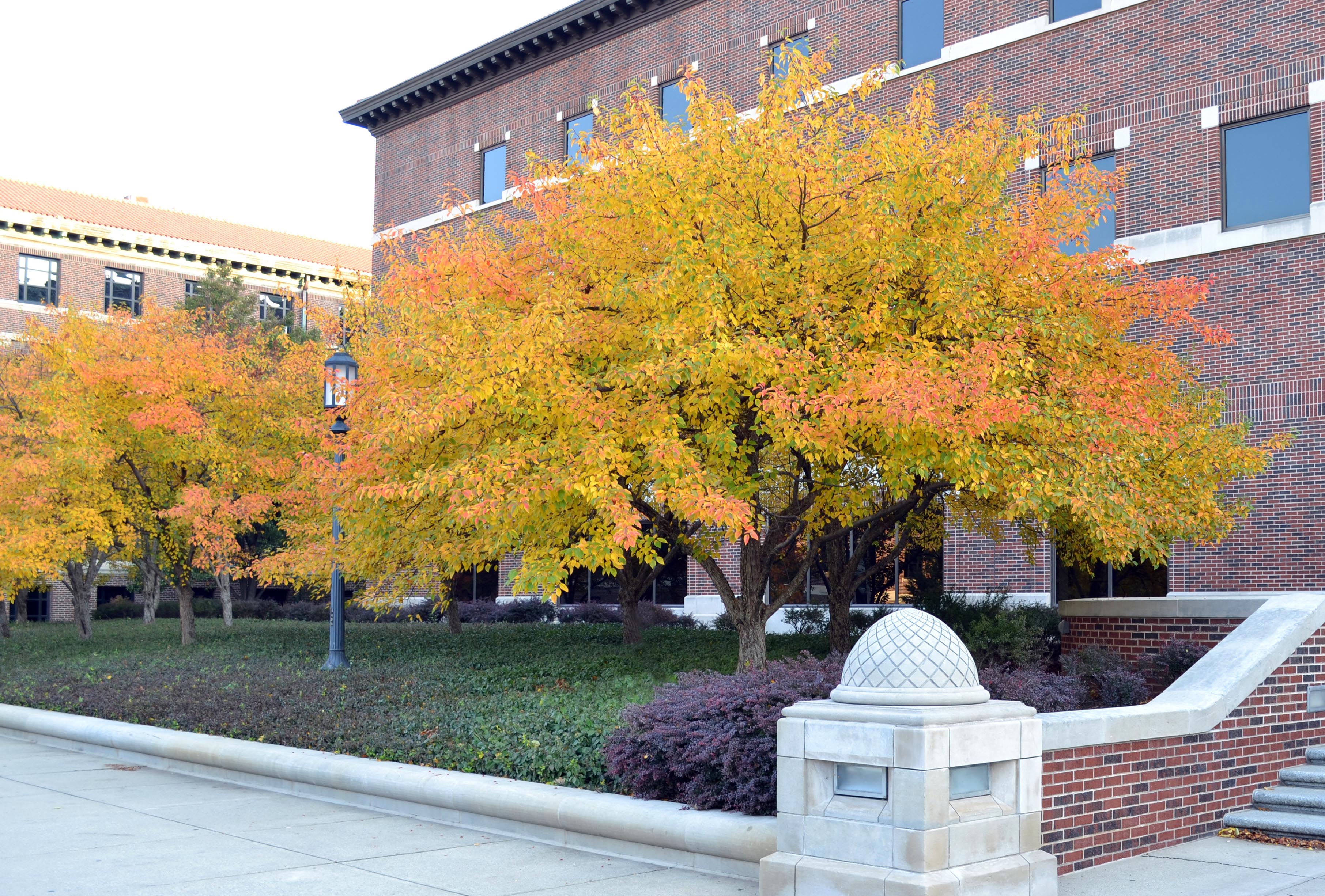 Malus × ‘Snowdrift’ – Purdue Arboretum Explorer