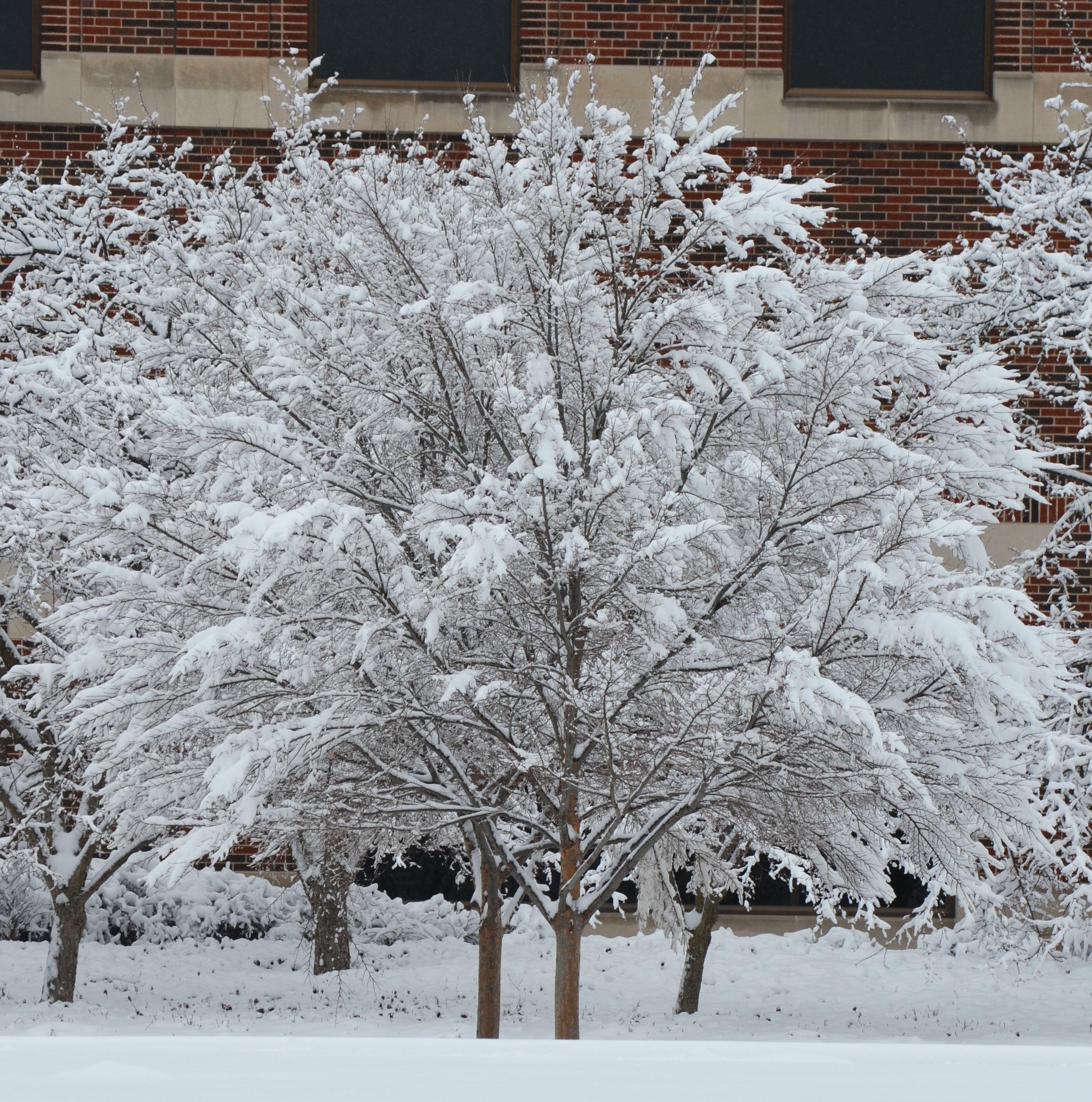Malus × ‘Snowdrift’ – Purdue Arboretum Explorer