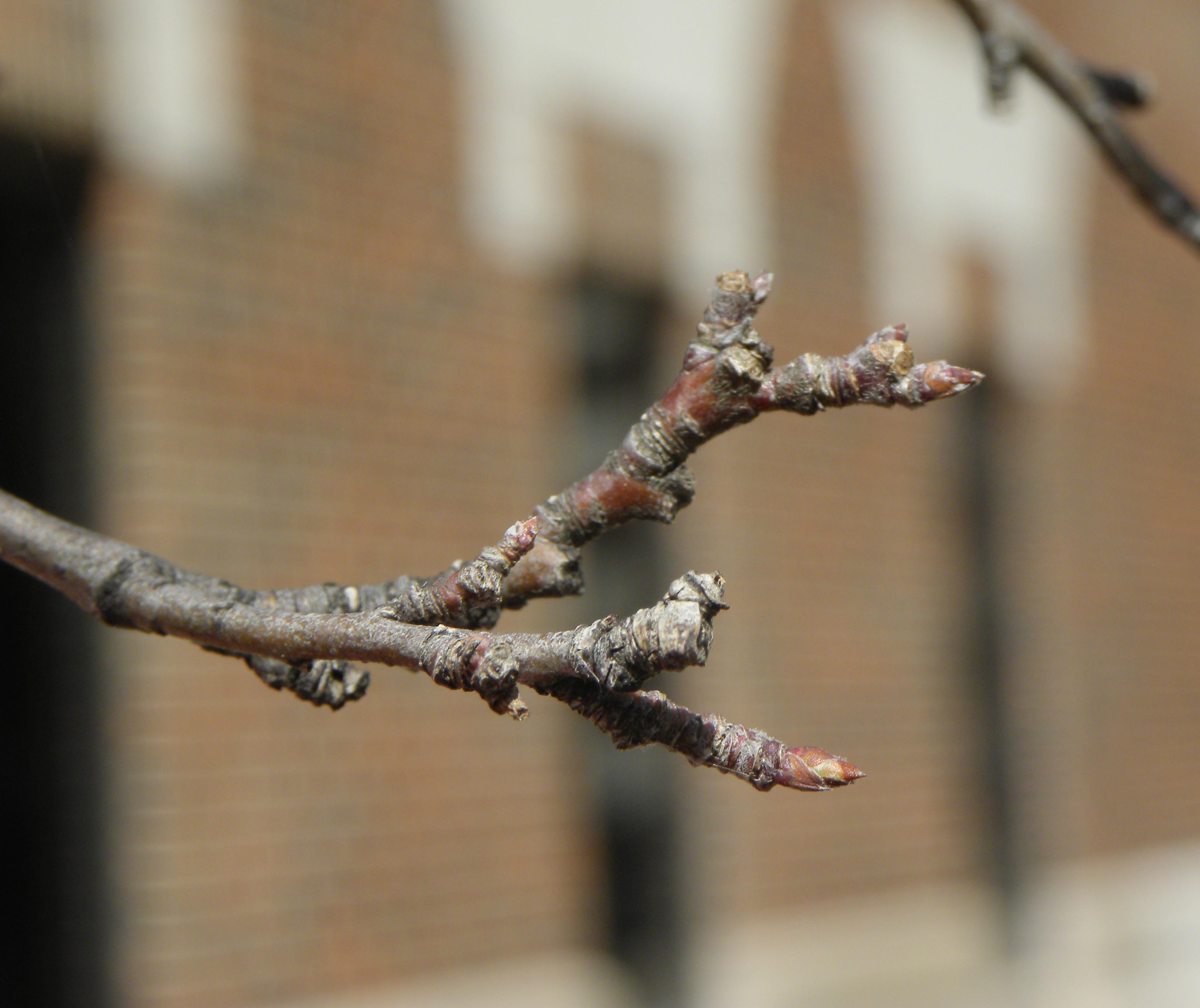 Malus × ‘Snowdrift’ – Purdue Arboretum Explorer
