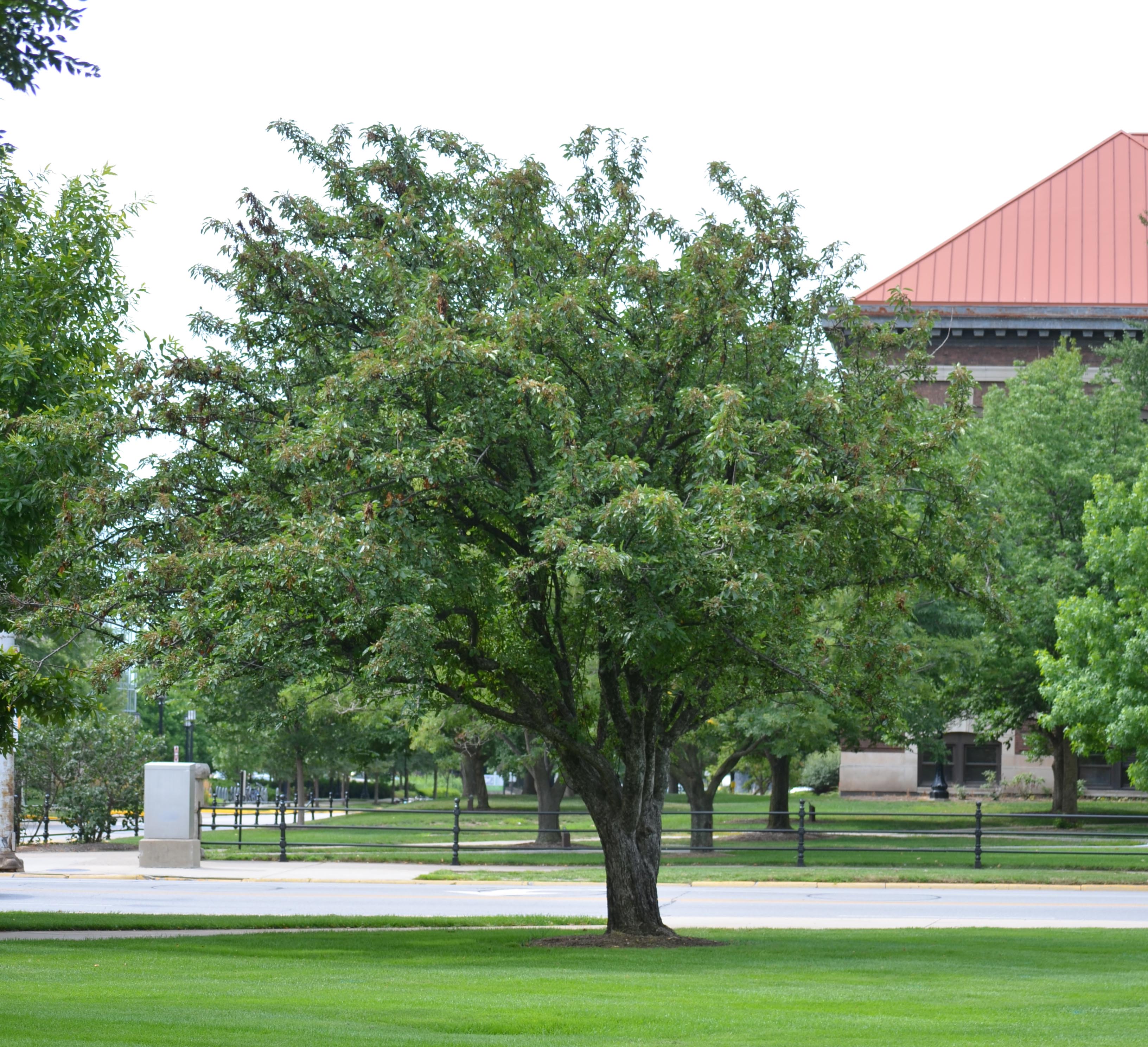 Malus × ‘Van Eseltine’ – Purdue Arboretum Explorer